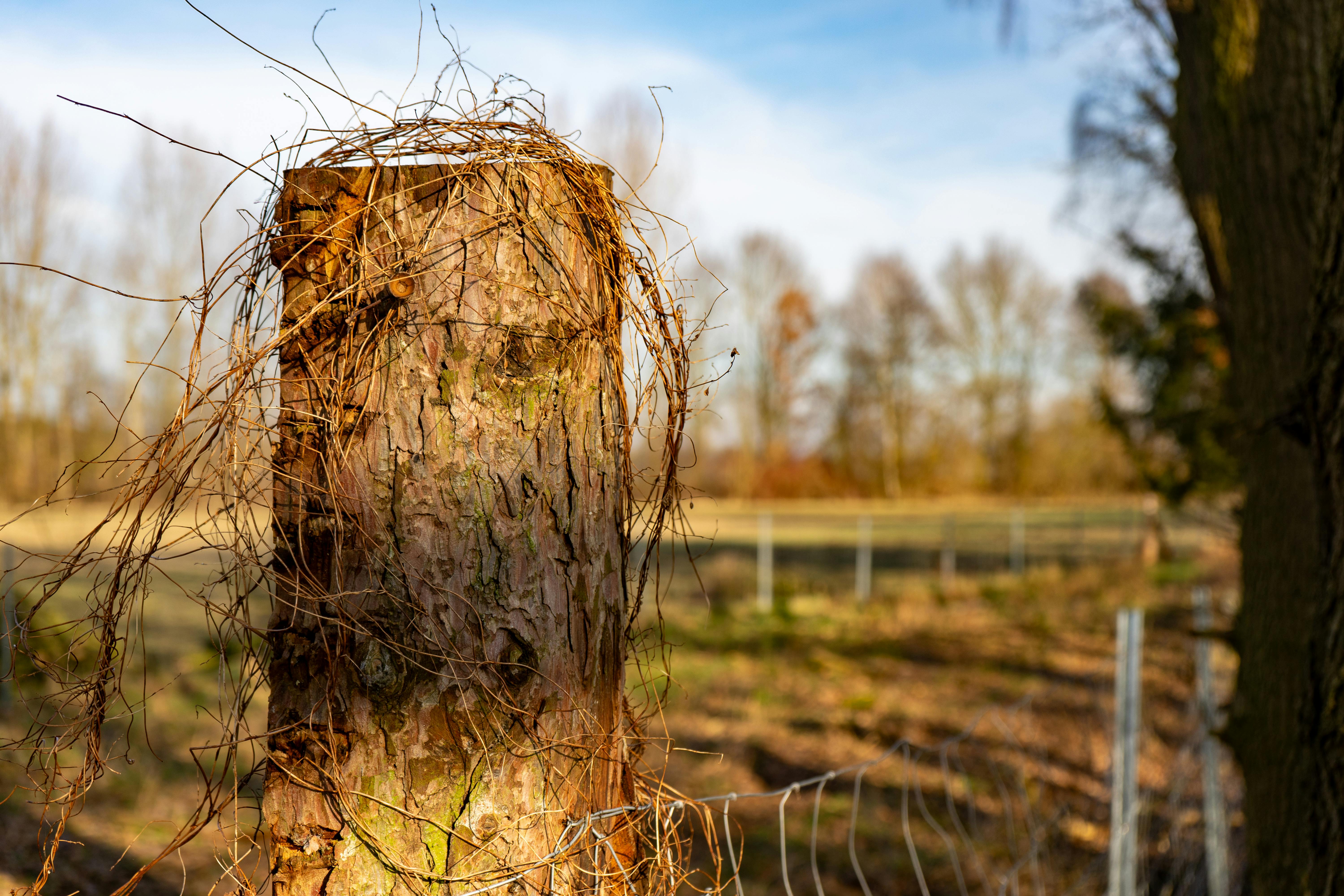 Rustic Tree Stump in Rietberg Countryside · Free Stock Photo