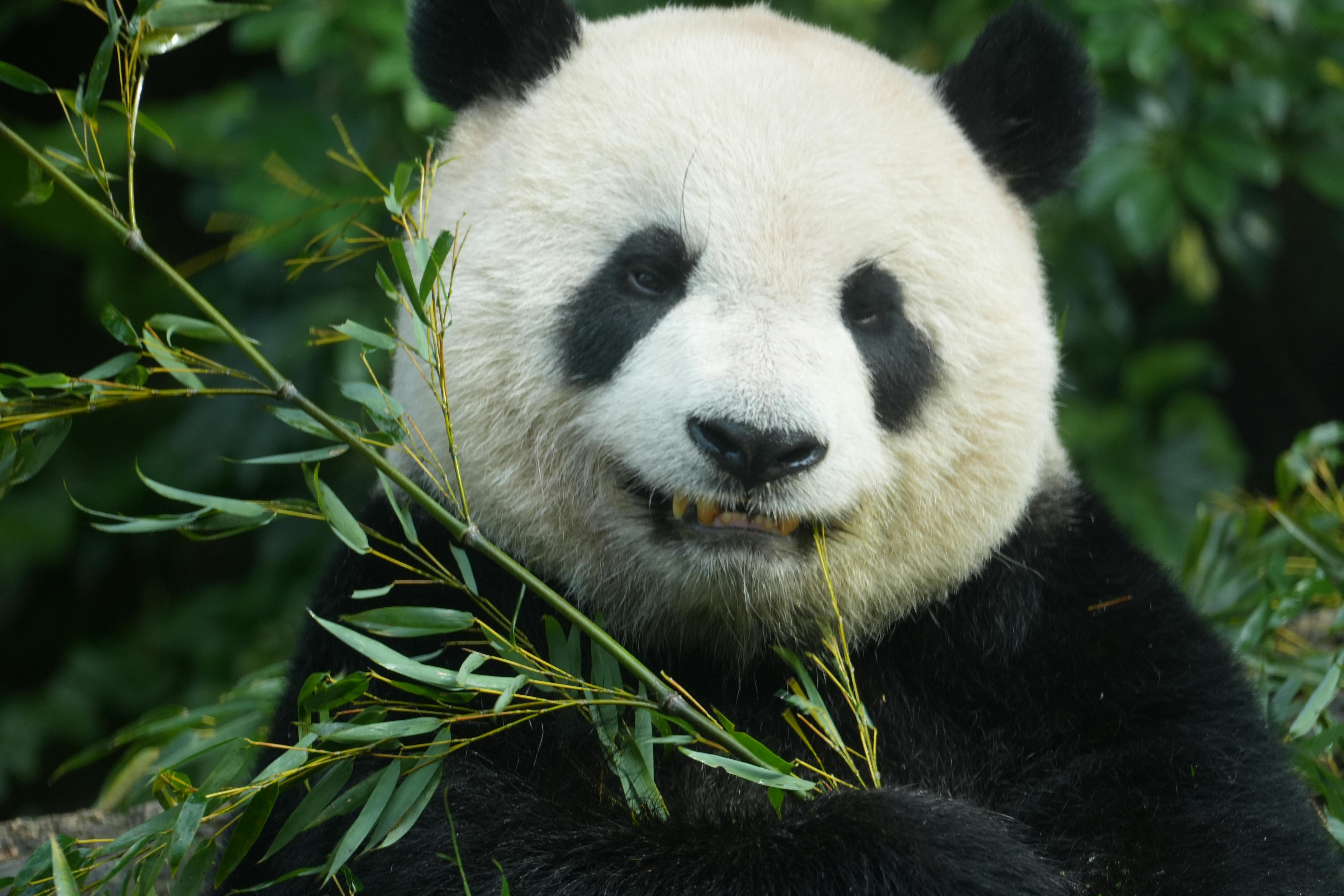 Giant Panda Diet Photos, Download The BEST Free Giant Panda Diet Stock ...