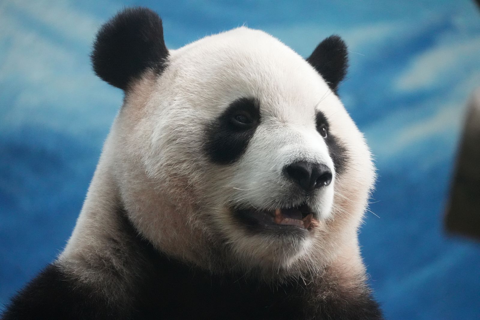Panda Face Photos, Download The BEST Free Panda Face Stock Photos & HD ...