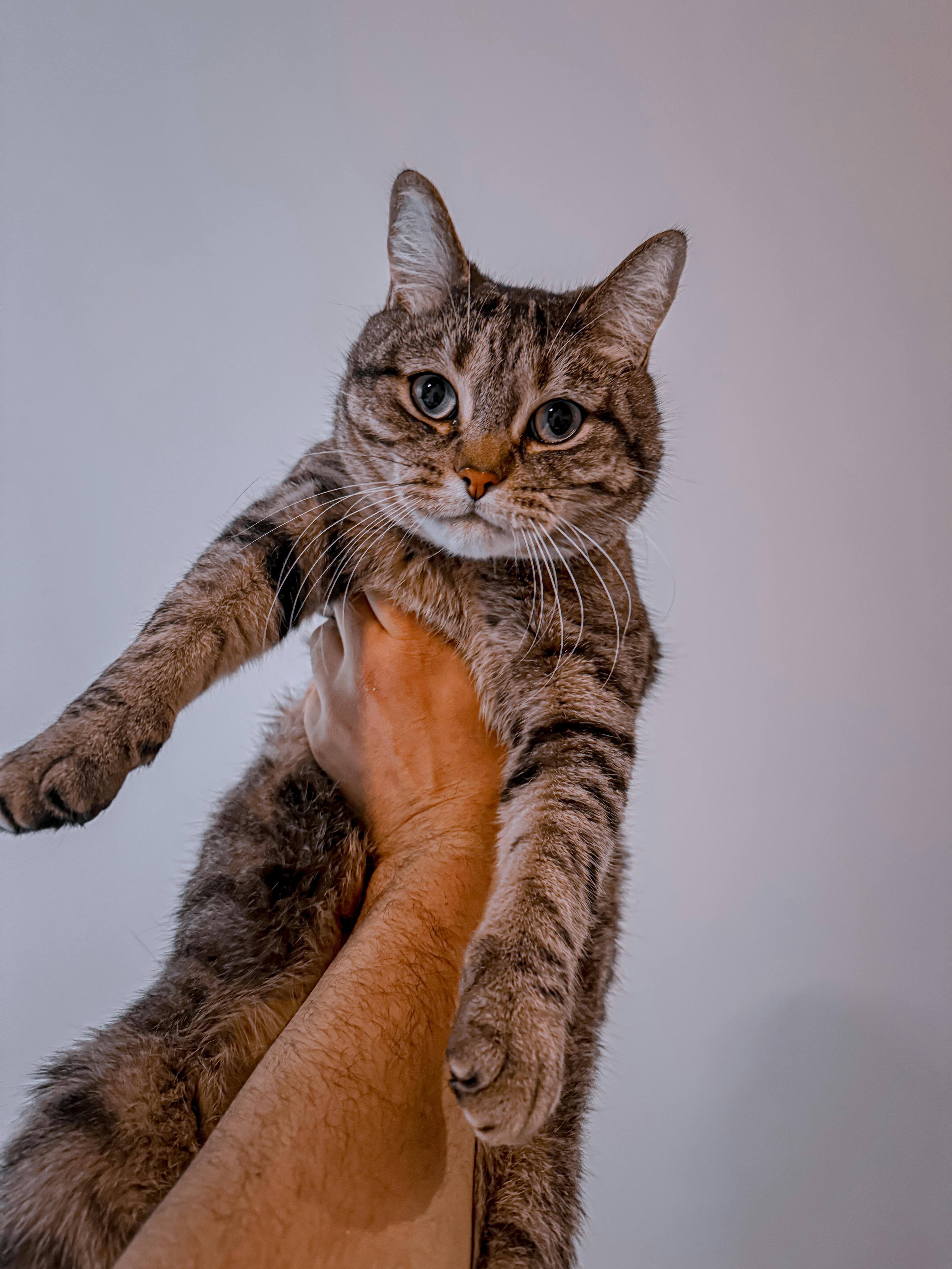 Adorable Tabby Cat Held in Hand Portrait · Free Stock Photo