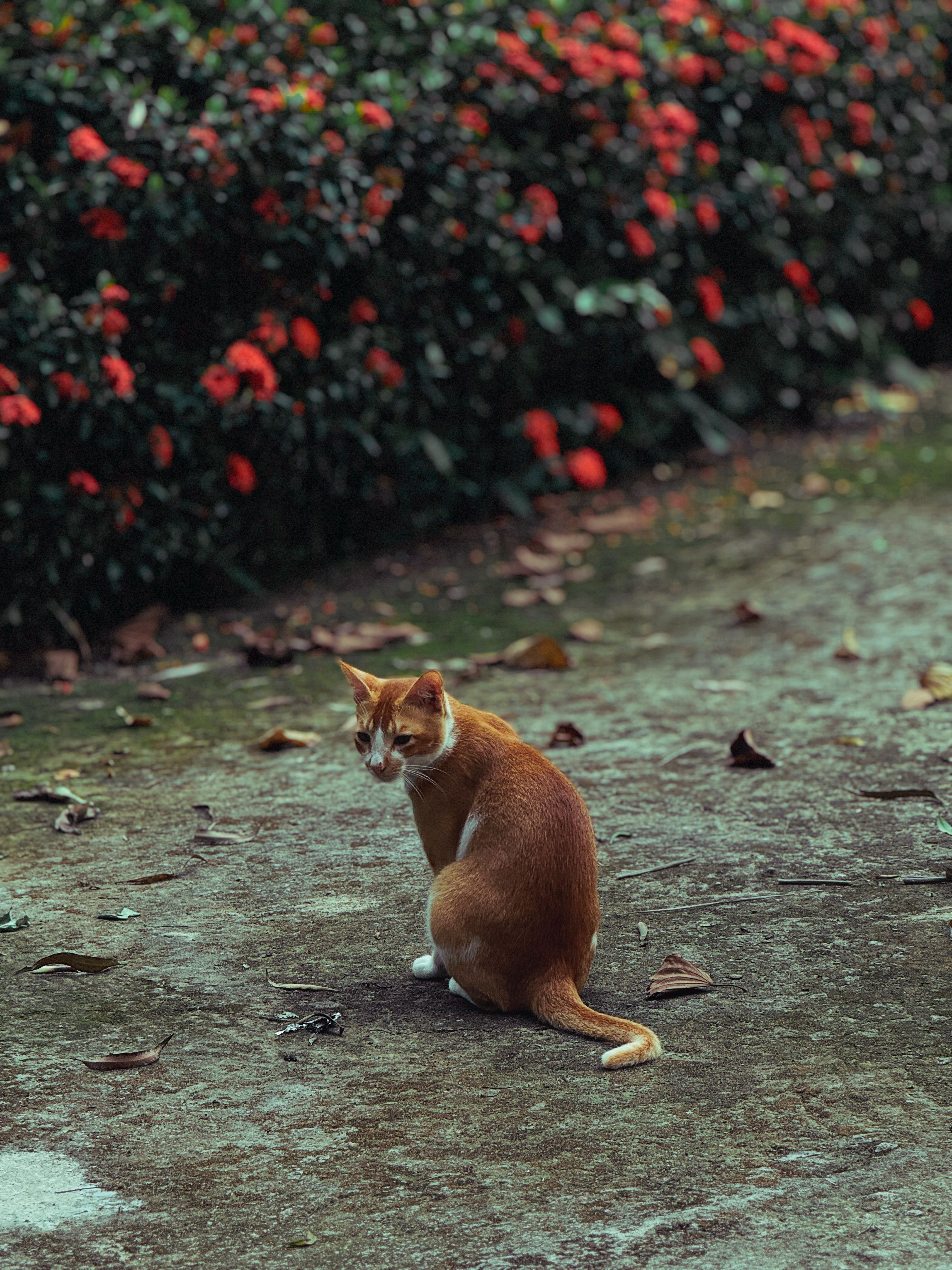 Back View Cat Photos, Download The BEST Free Back View Cat Stock Photos ...