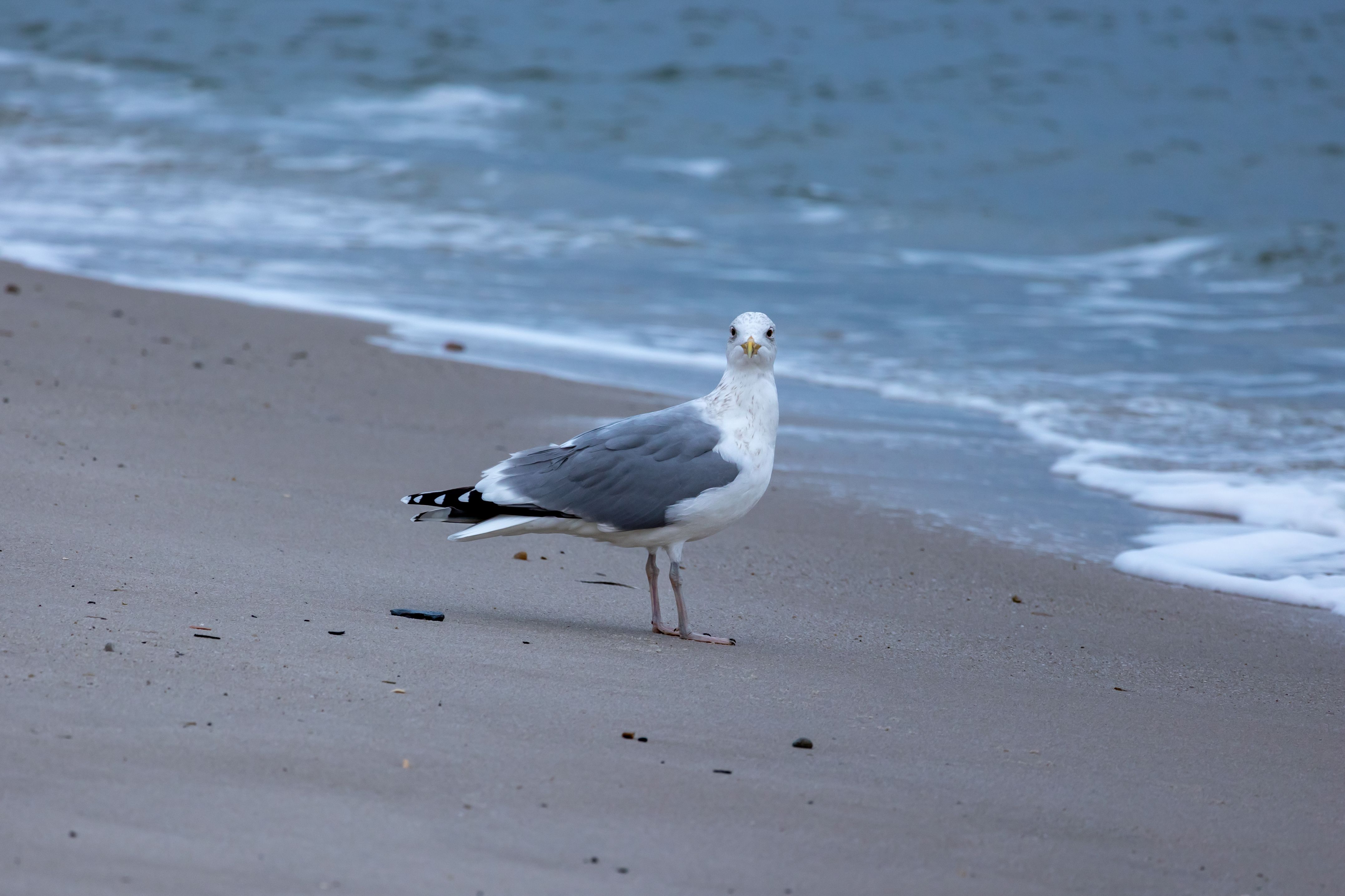 Seagulls Standing on a Wooden Fence Near a Beach · Free Stock Photo
