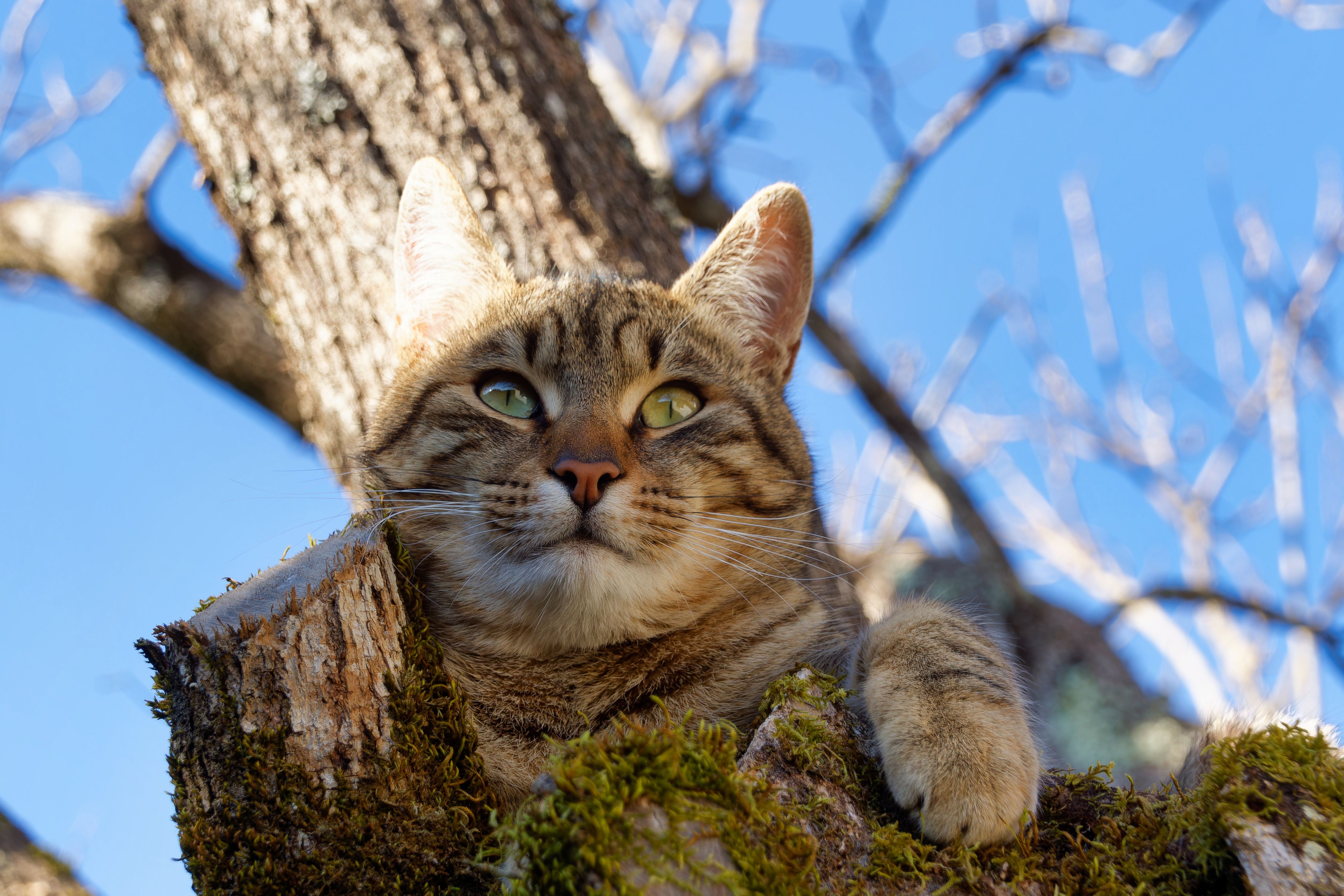 Tabby Cat in a Tree on a Clear Day · Free Stock Photo