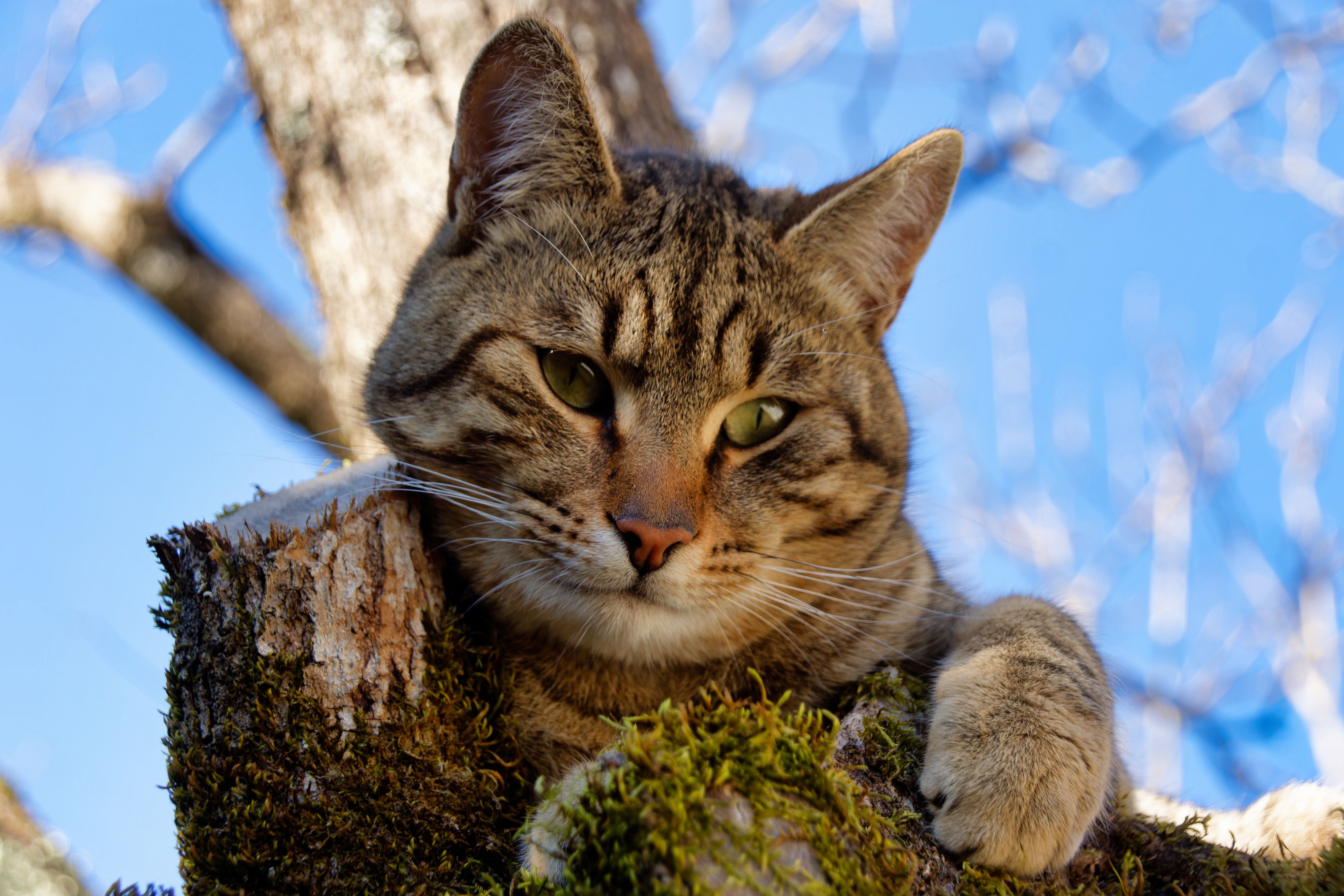 Close-up of a Tabby Cat Resting on a Tree Branch · Free Stock Photo