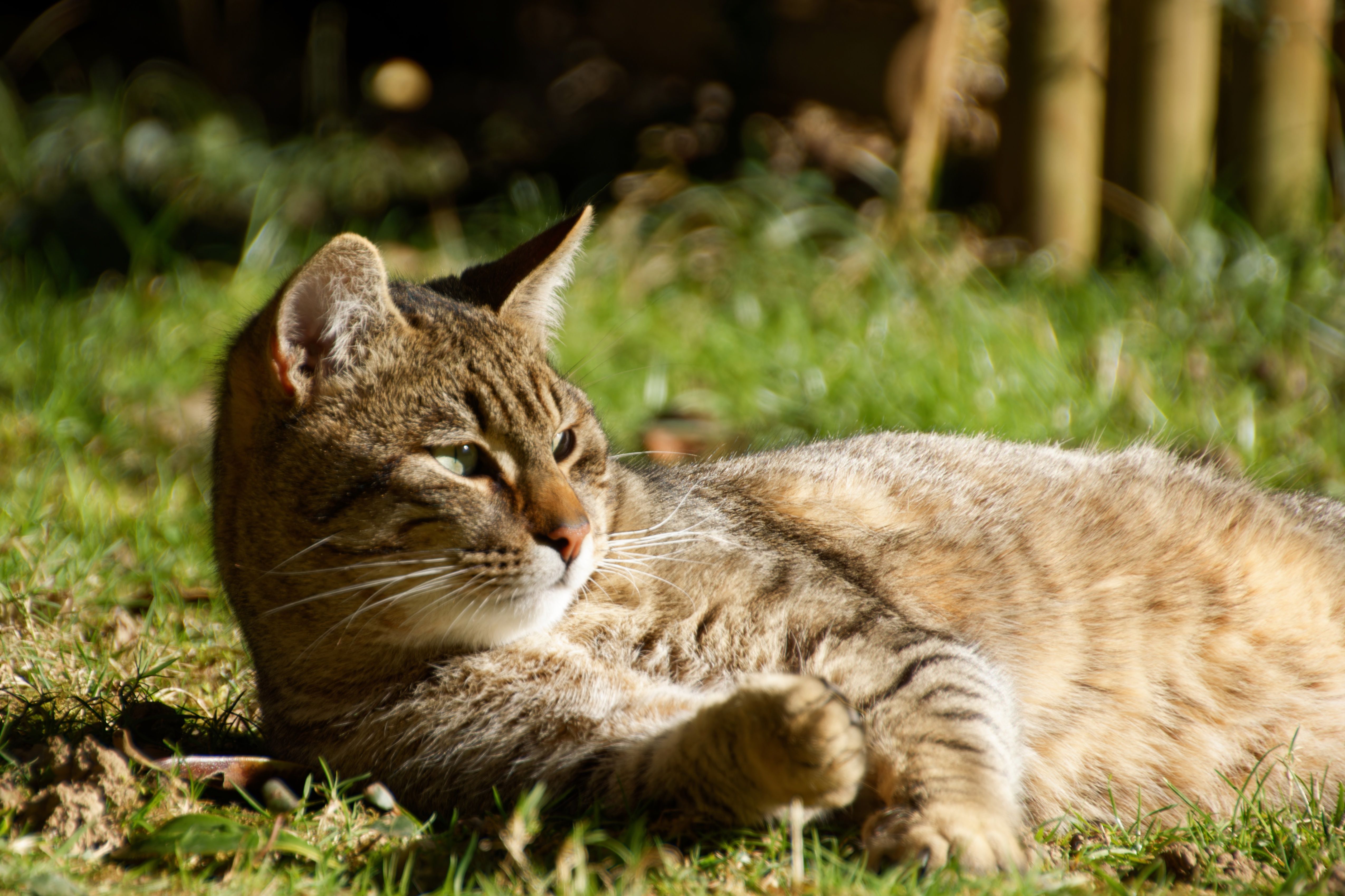 Gato Atigrado Relajándose En Un Jardín Iluminado Por El Sol · Foto de ...