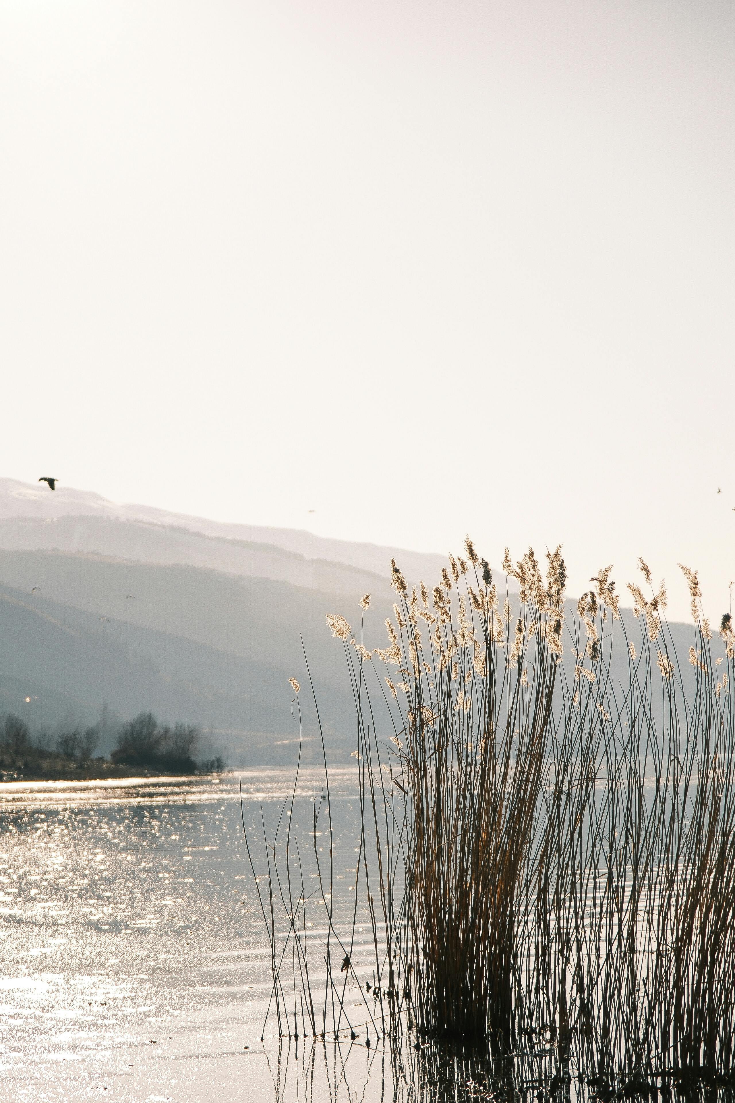 Scenic Lakeside View with Tall Reeds at Sunrise · Free Stock Photo