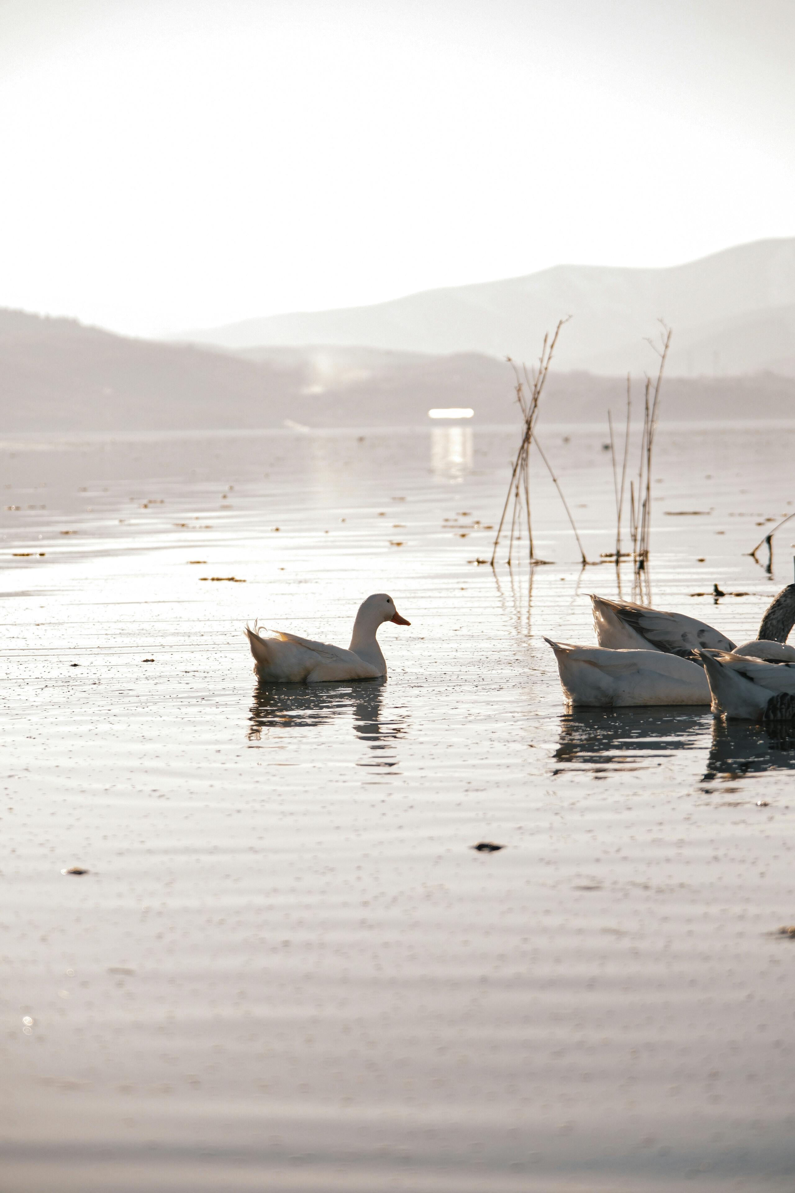 Xkwks Ducks Photos, Download The BEST Free Xkwks Ducks Stock Photos ...