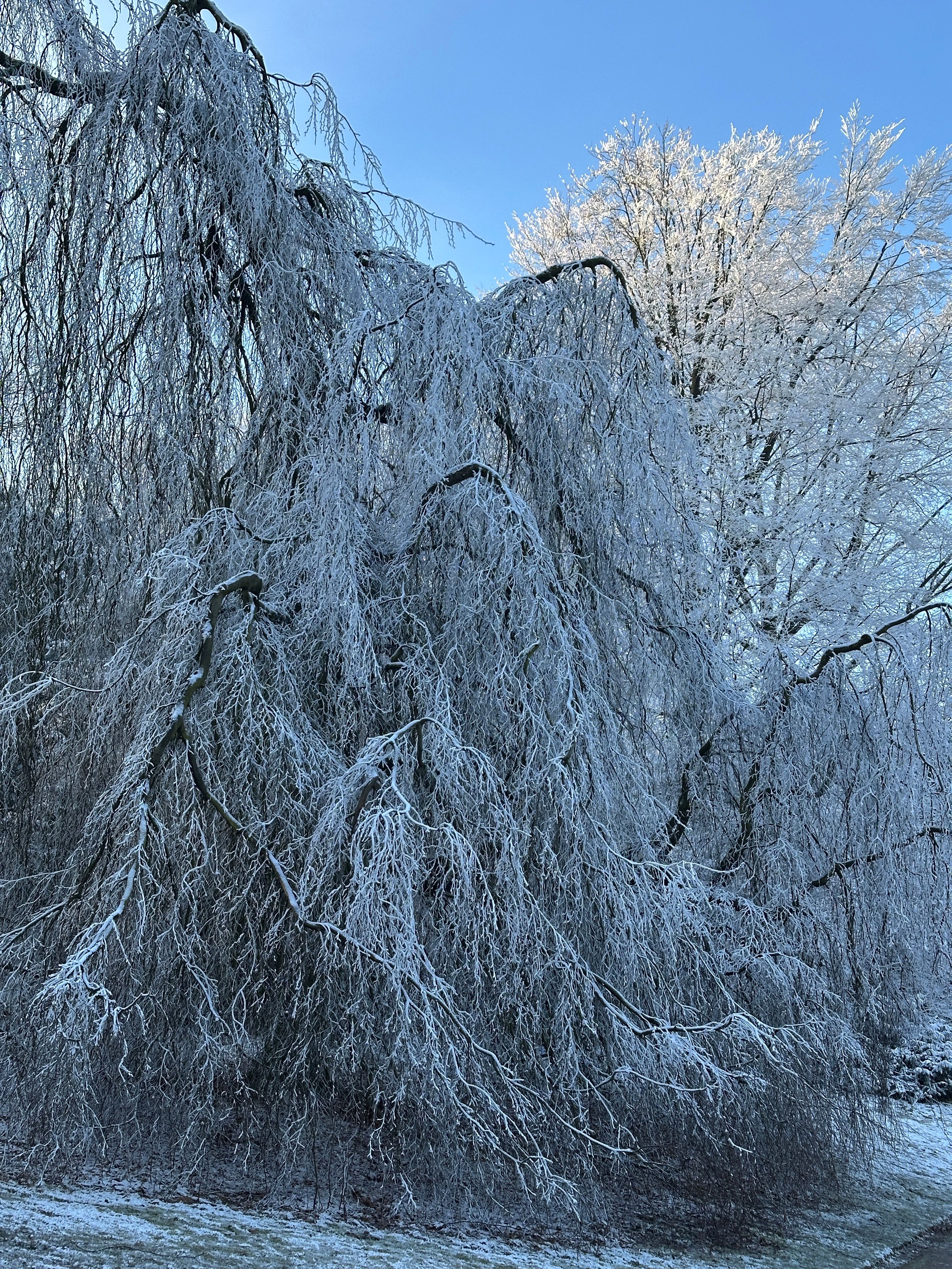 Frost Covered Weeping Willow in Winter Scene · Free Stock Photo