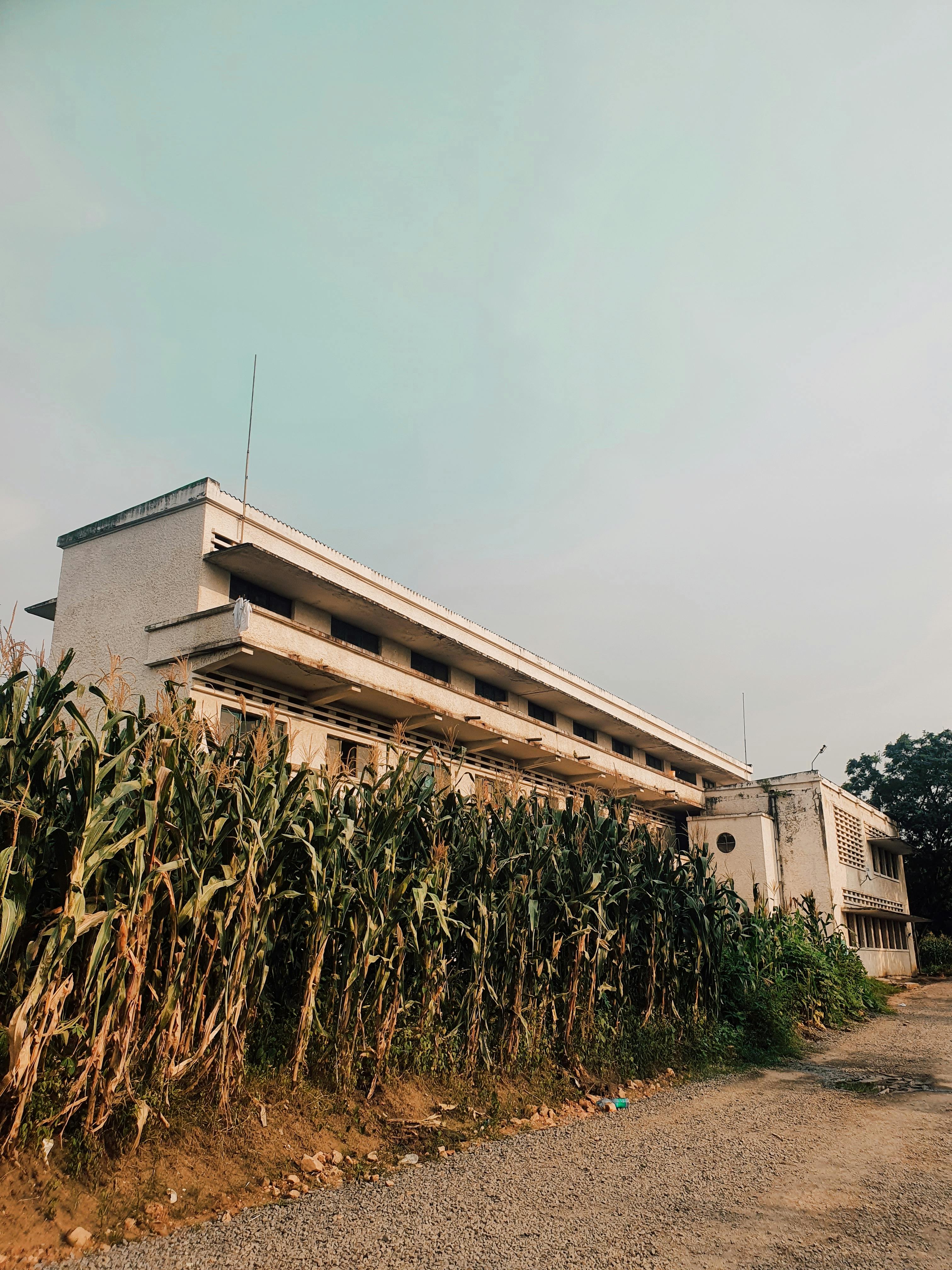Rural Building with Cornfield in Daylight · Free Stock Photo