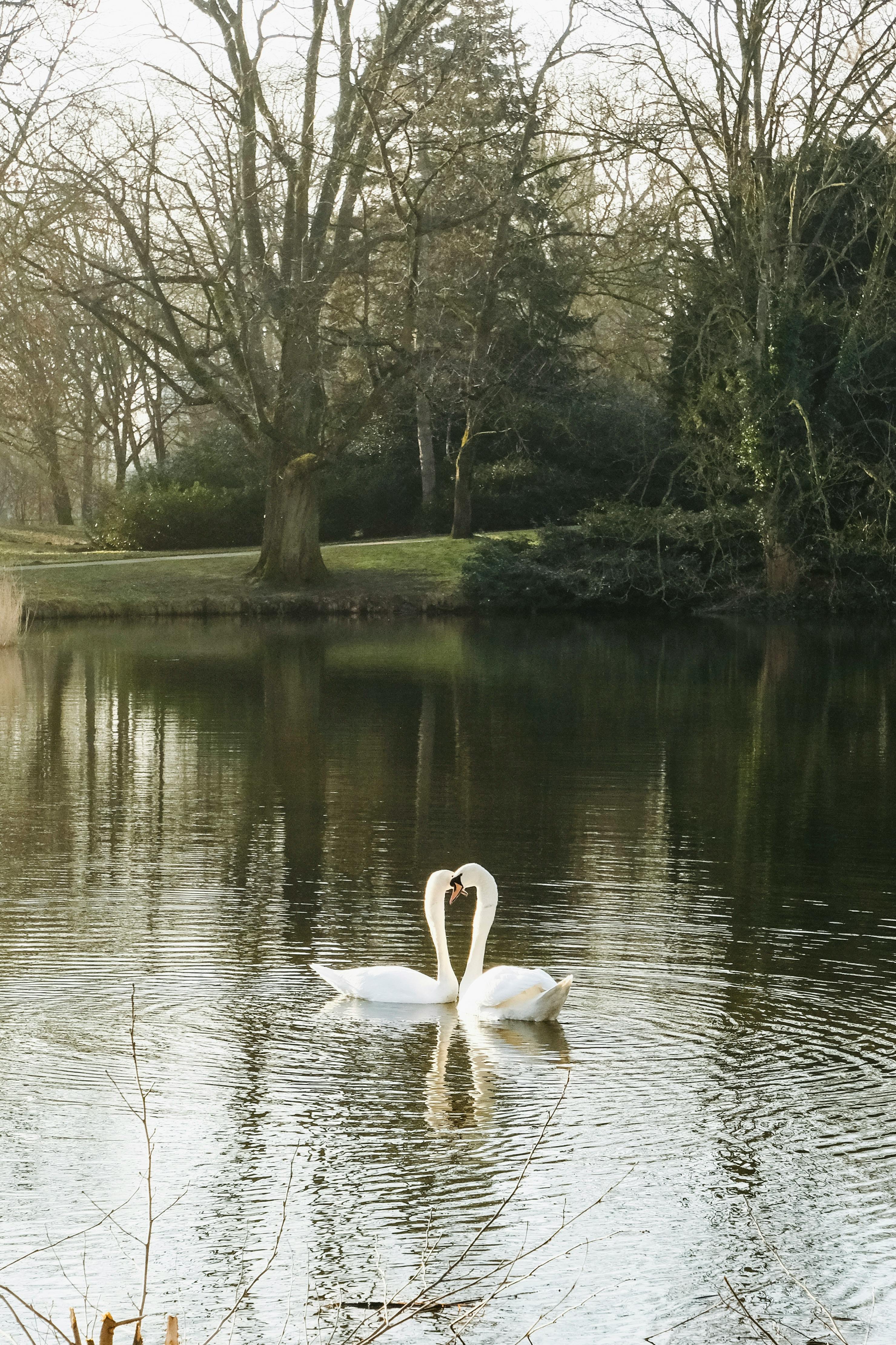 Romantic Swan Pair on Hanover Lake · Free Stock Photo