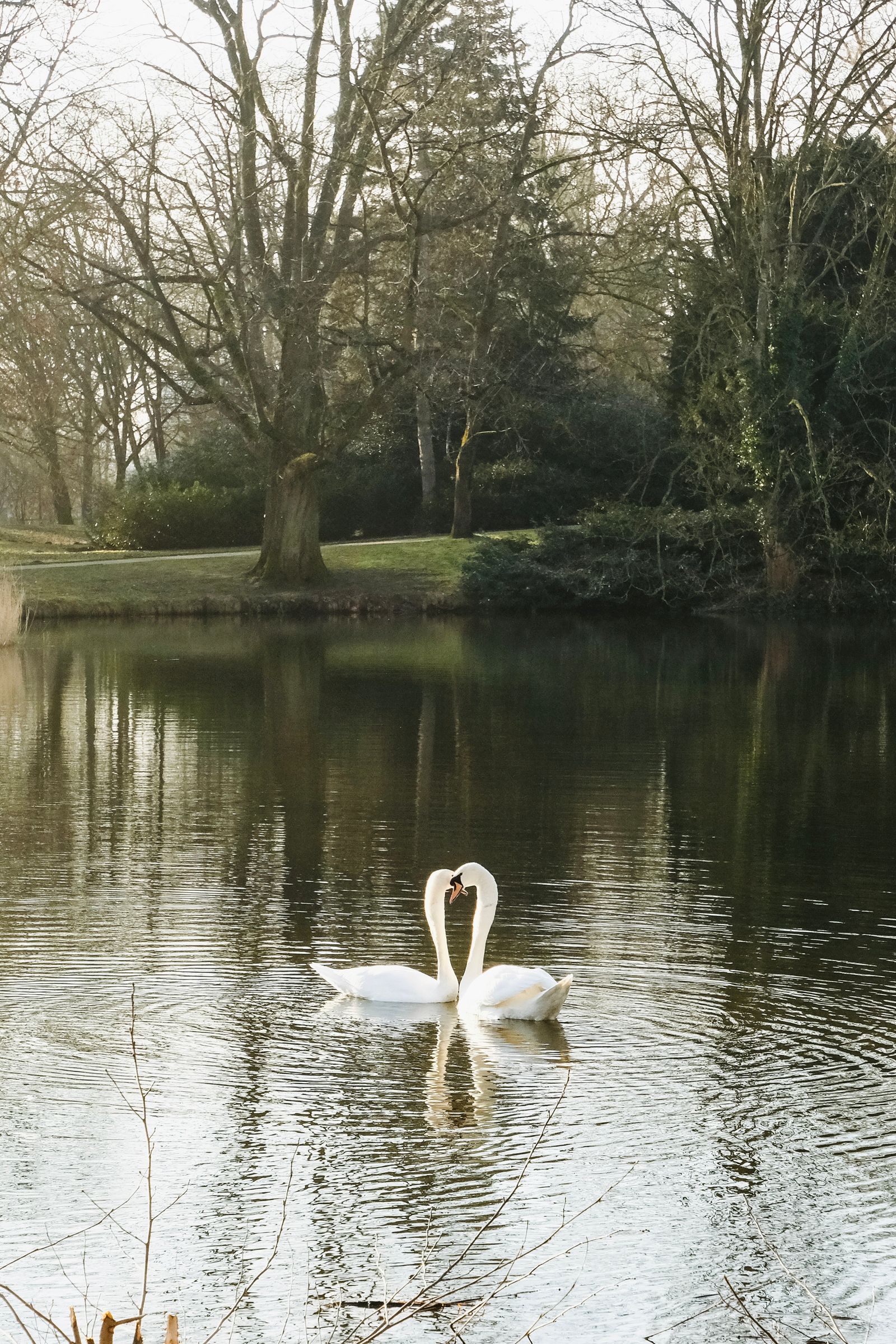 Swans Photos, Download The BEST Free Swans Stock Photos & HD Images