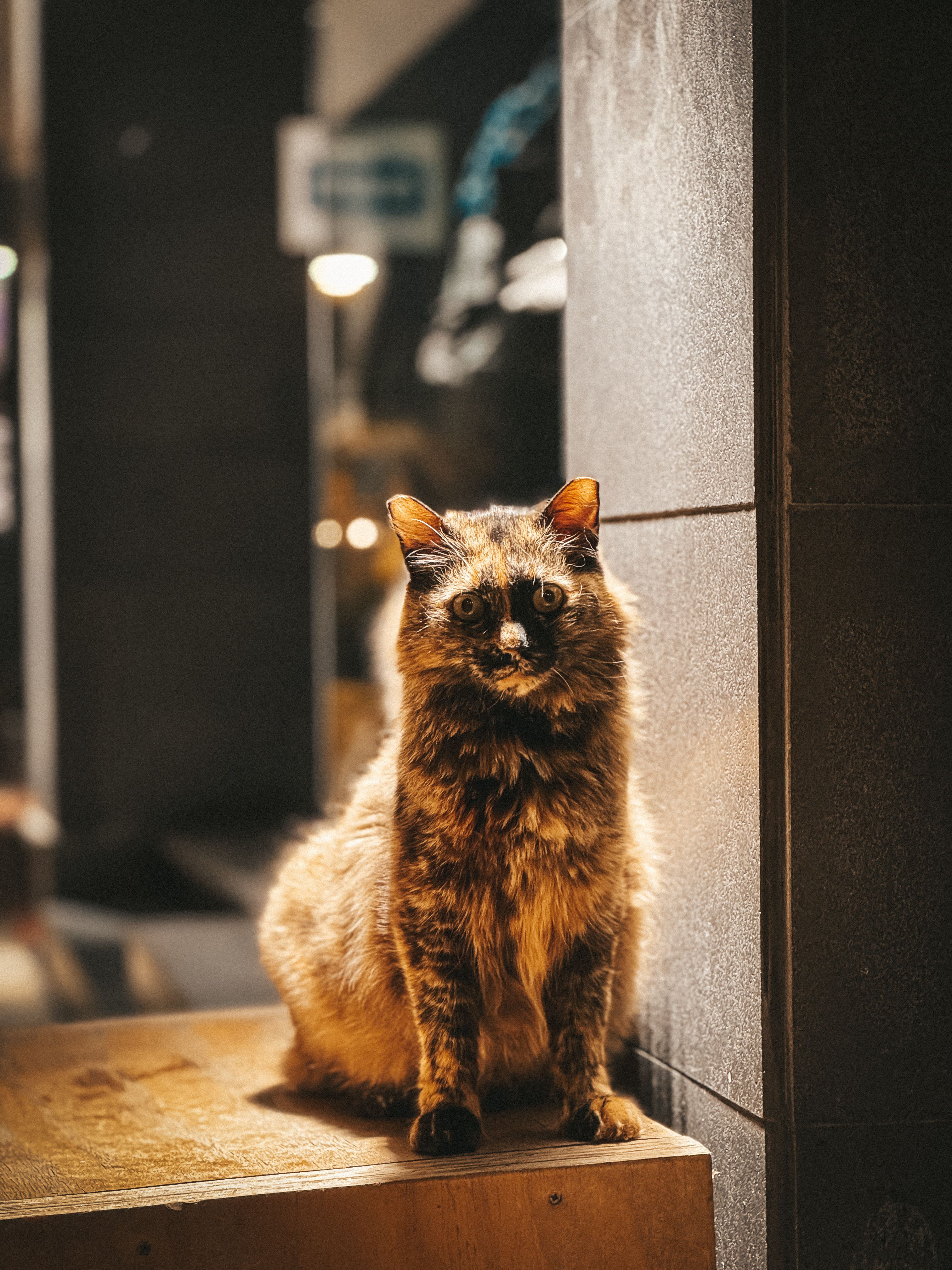 Fluffy Tortie Cat Sitting Indoors in Moody Lighting · Free Stock Photo