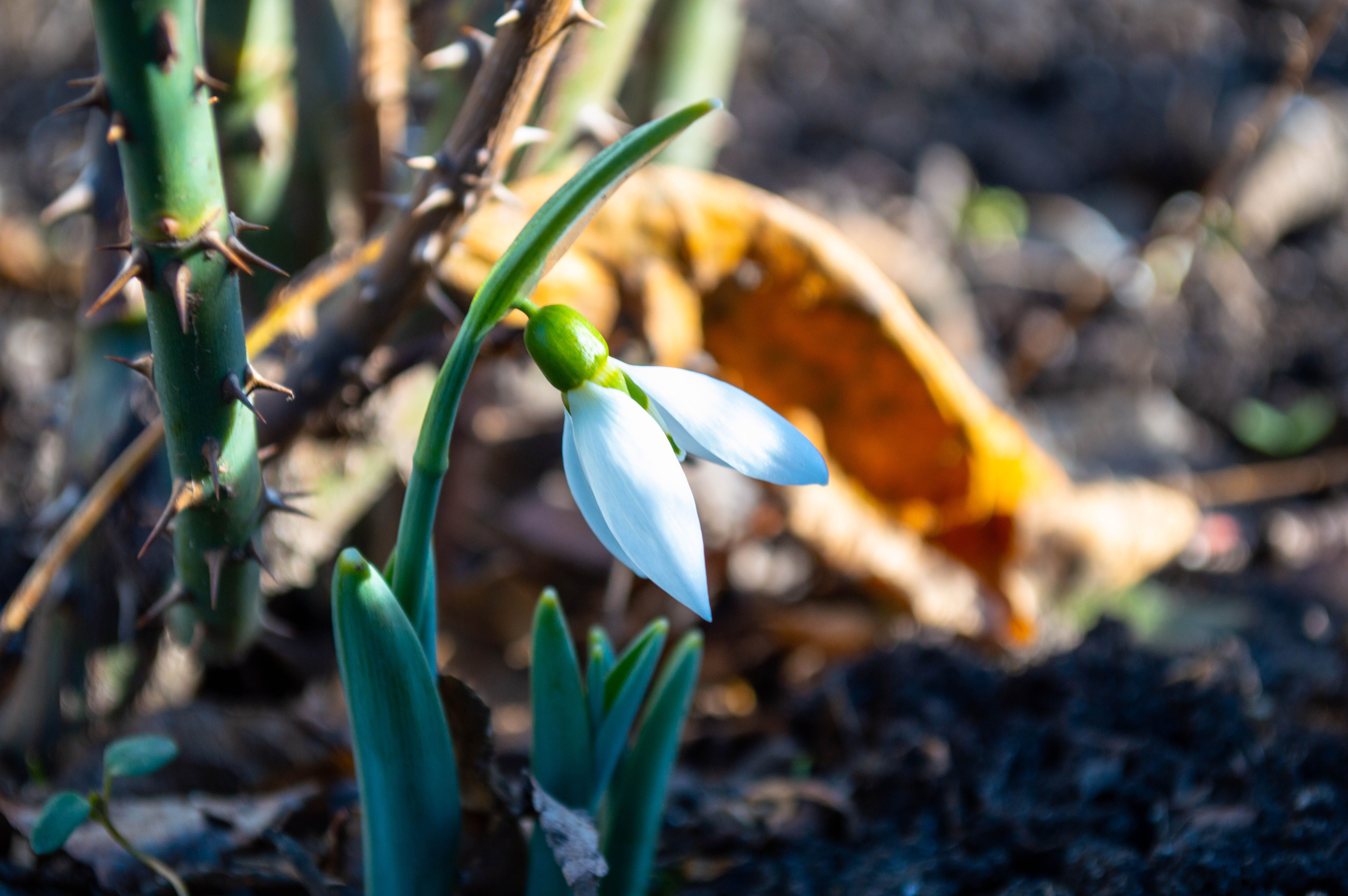 Snowdrop Flower Blooming in Early Spring Garden · Free Stock Photo