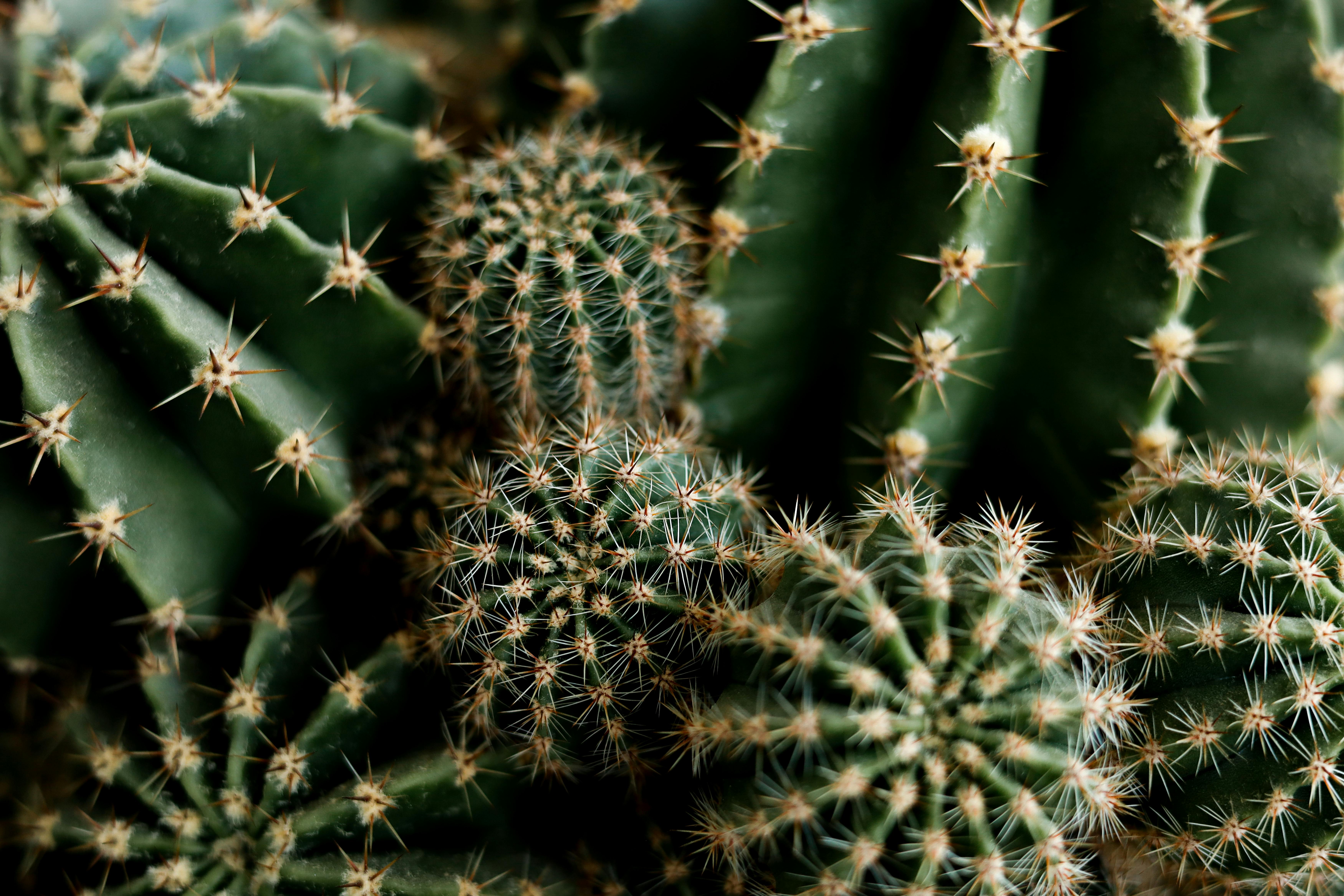 Primer Plano De Varios Tipos De Cactus Con Espinas · Foto de stock gratuita