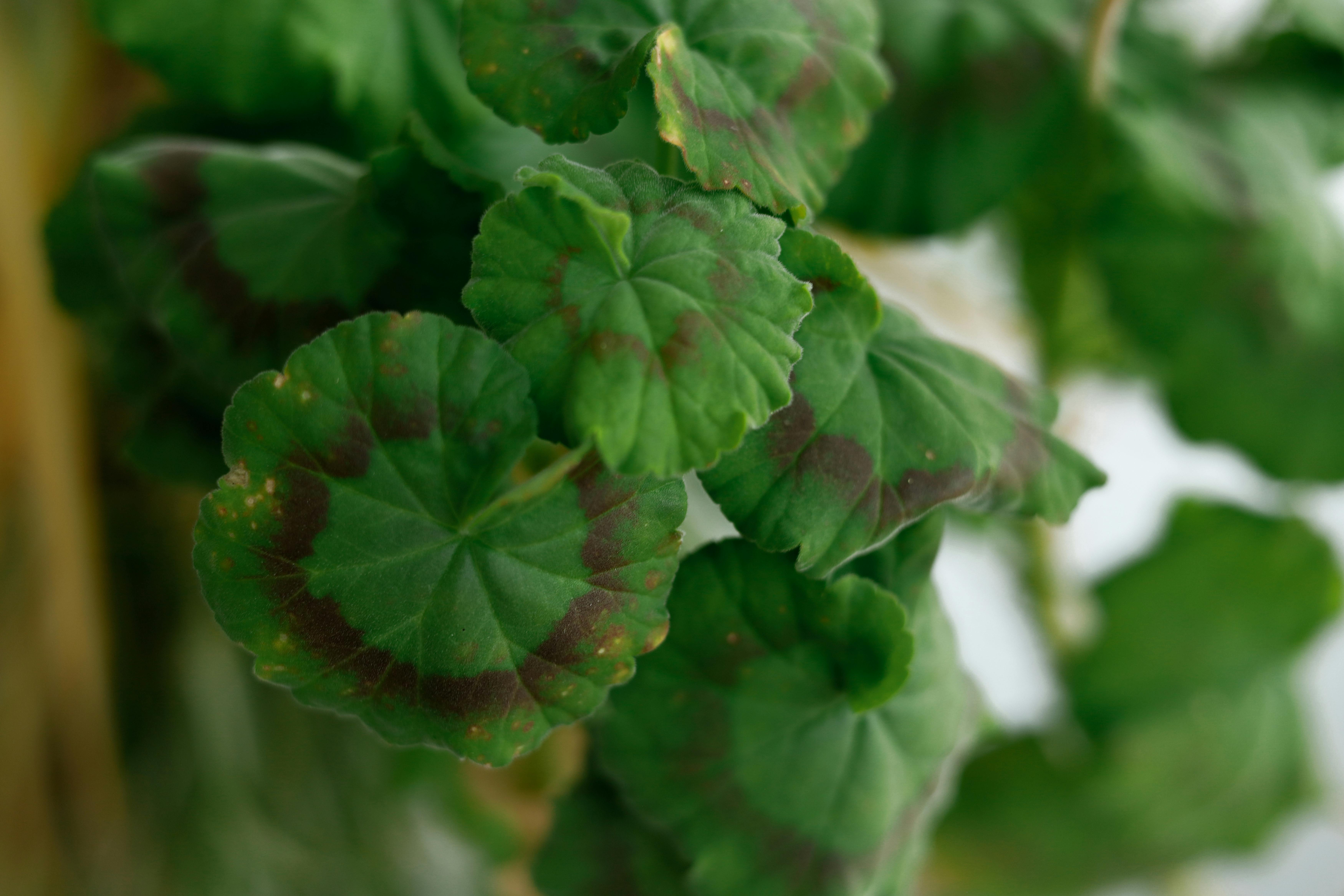 Close-up of green geranium leaves with brown spots · Free Stock Photo