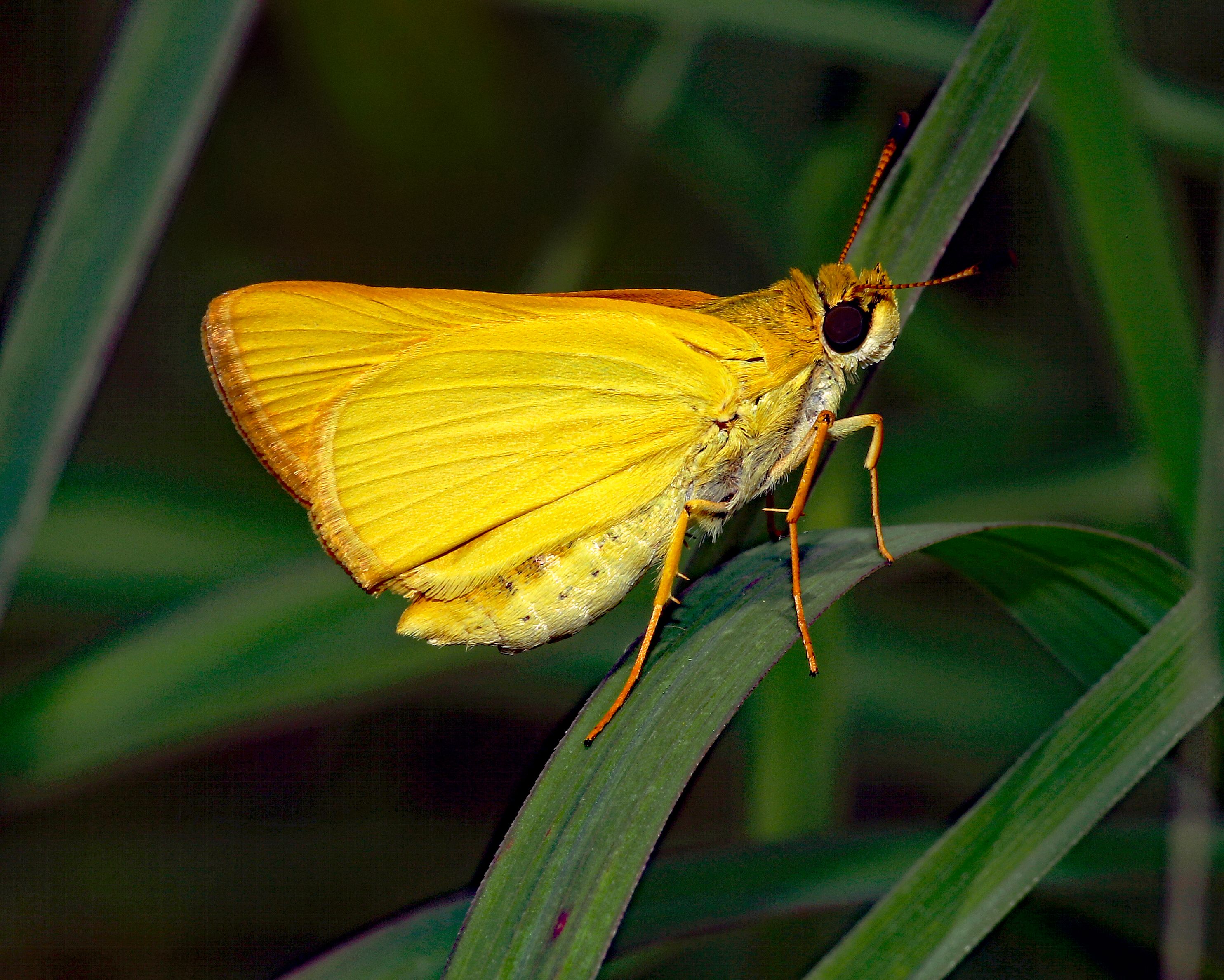 Garden Skippers Photos, Download The BEST Free Garden Skippers Stock ...