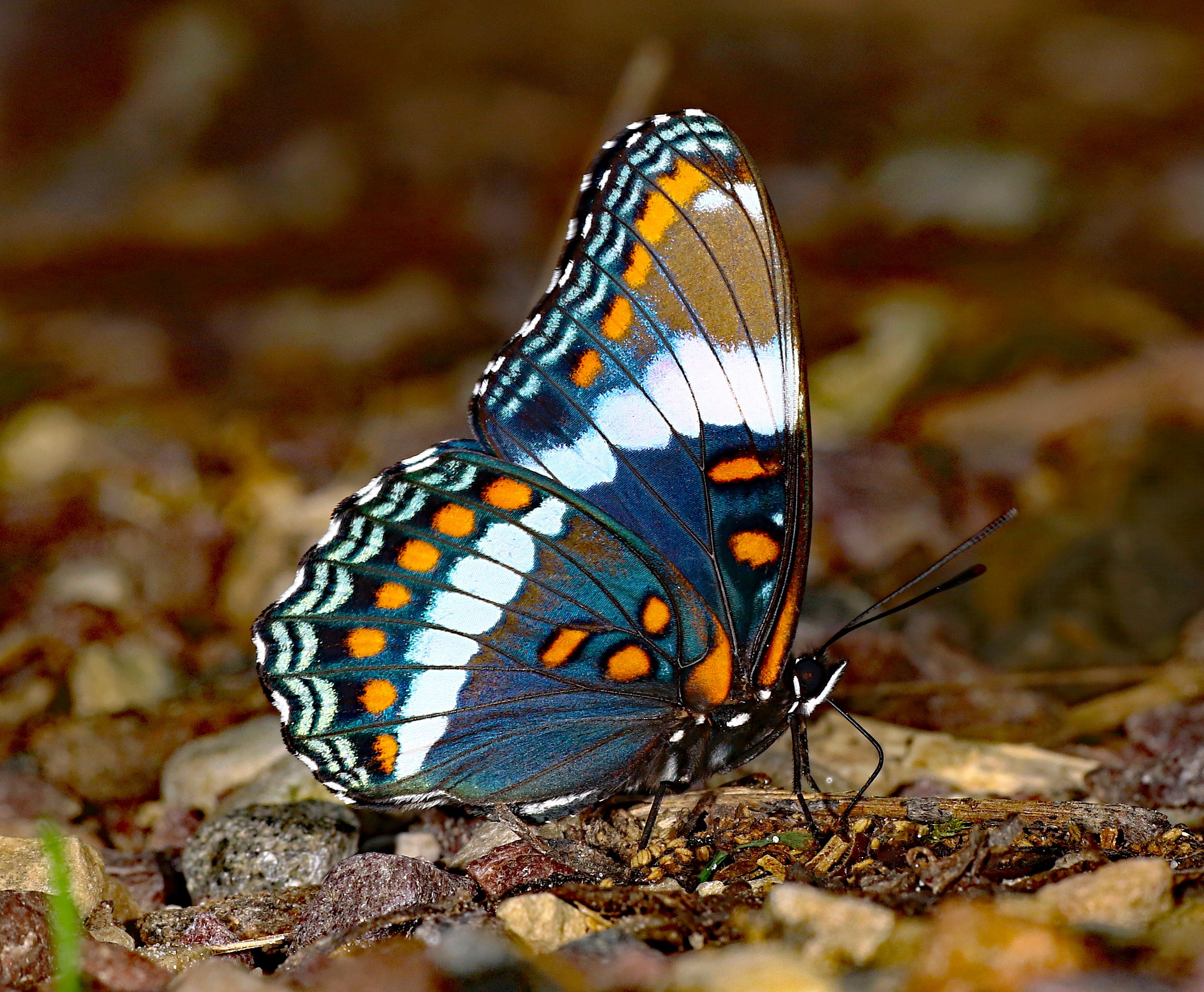 Colorful Butterfly on Natural Ground Close-Up · Free Stock Photo