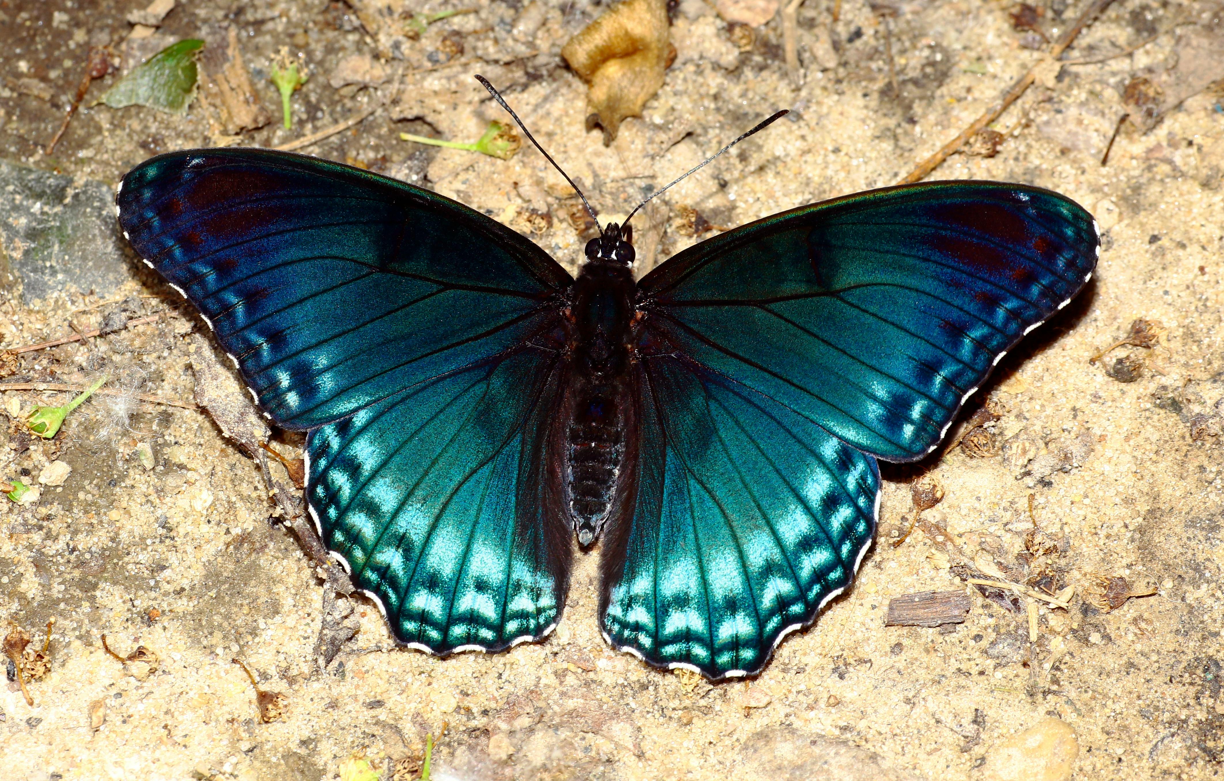 Fluture Albastru Vibrant Pe Suprafața De Piatră · Imagine de stoc gratuită