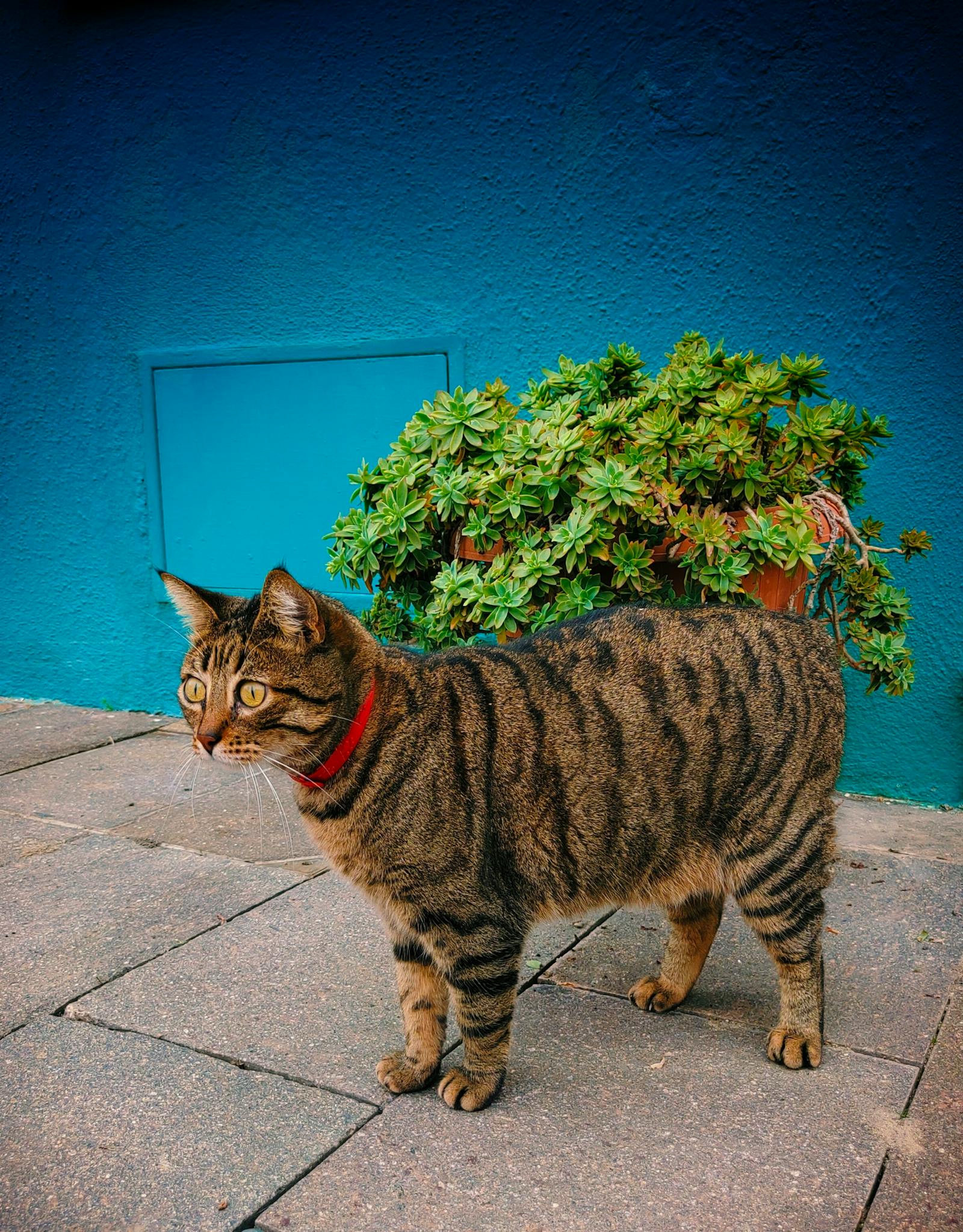 Cat Side View Photos, Download The BEST Free Cat Side View Stock Photos ...