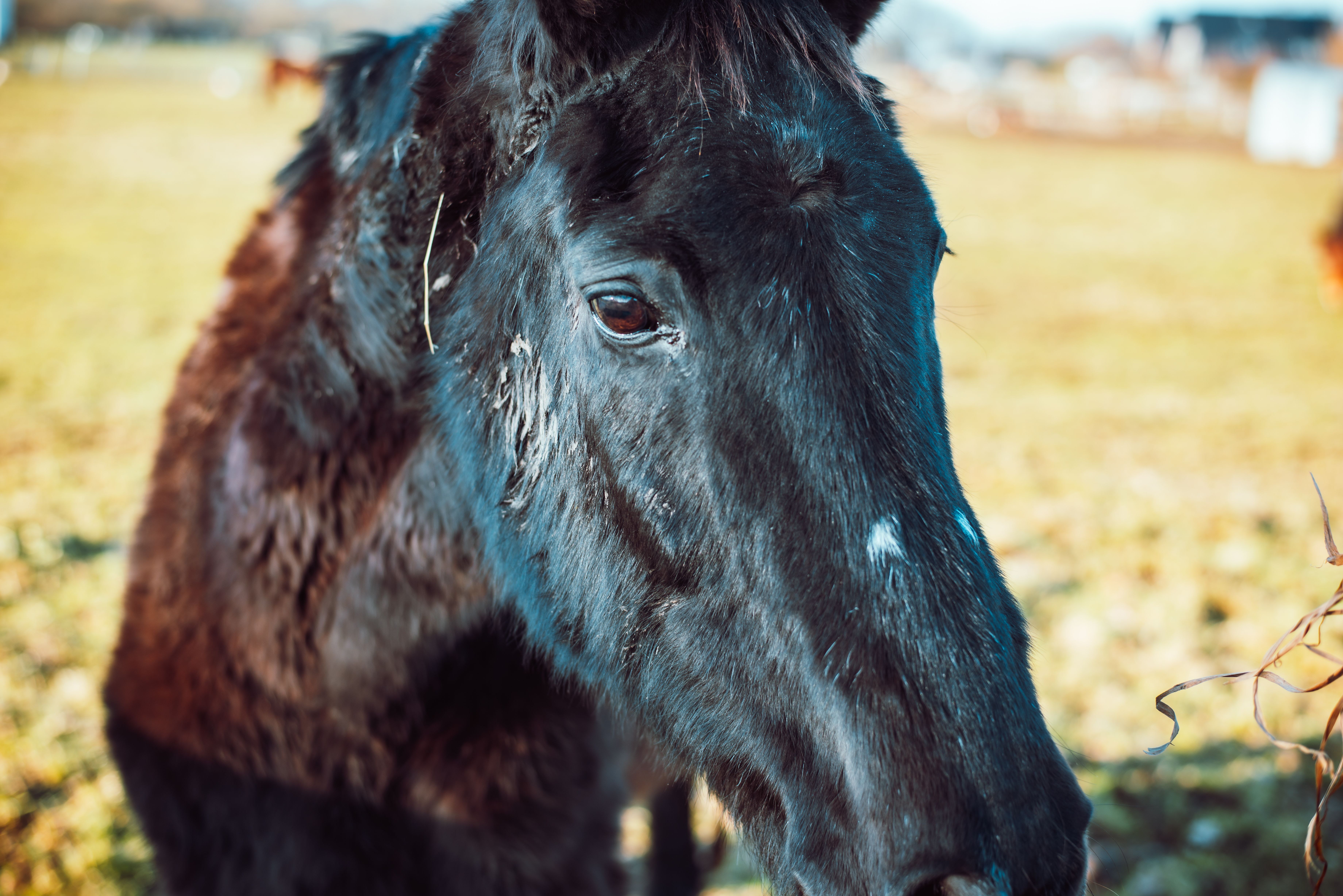 Hollansk Pony Photos, Download The BEST Free Hollansk Pony Stock Photos ...