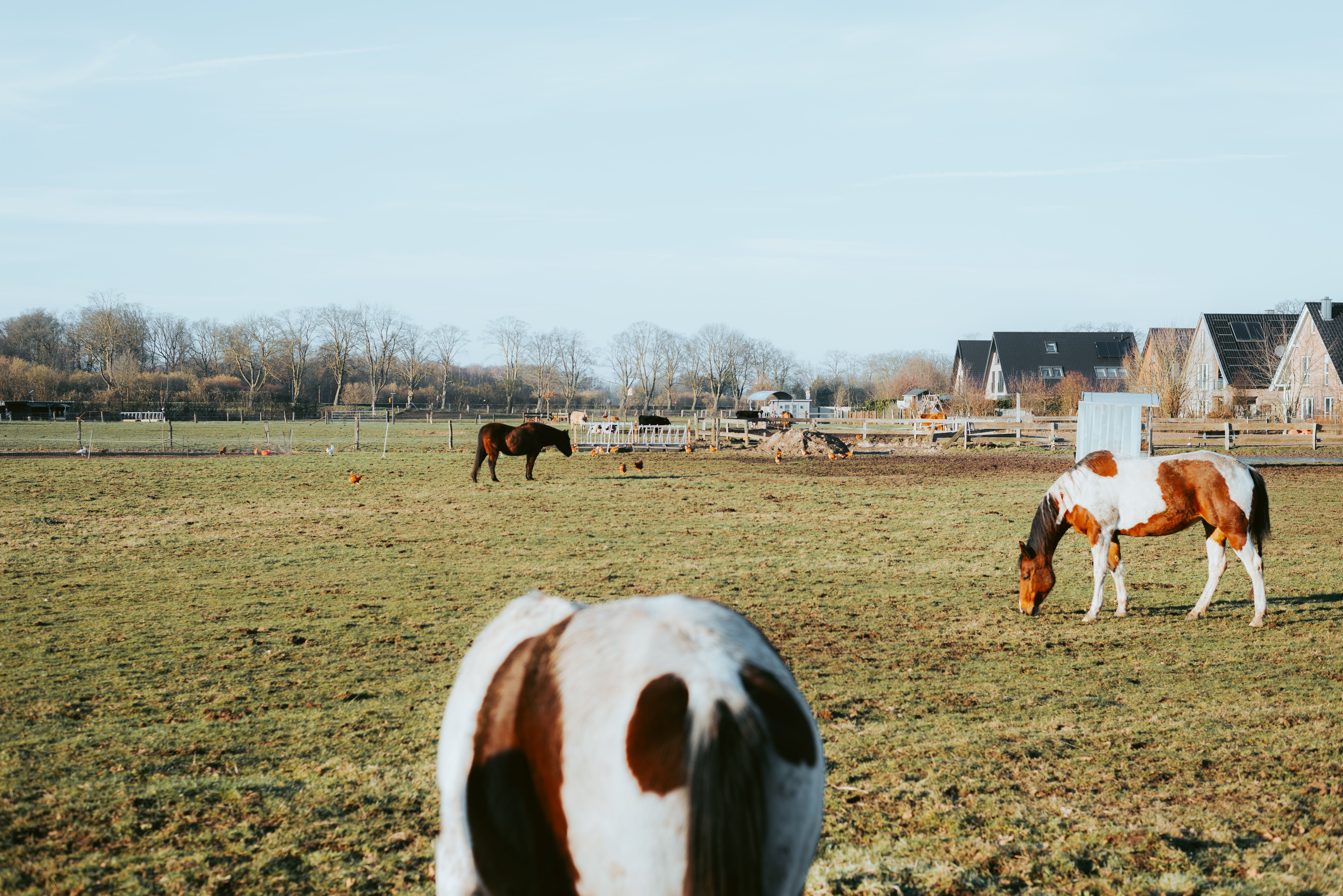 Peaceful countryside scene with grazing horses · Free Stock Photo