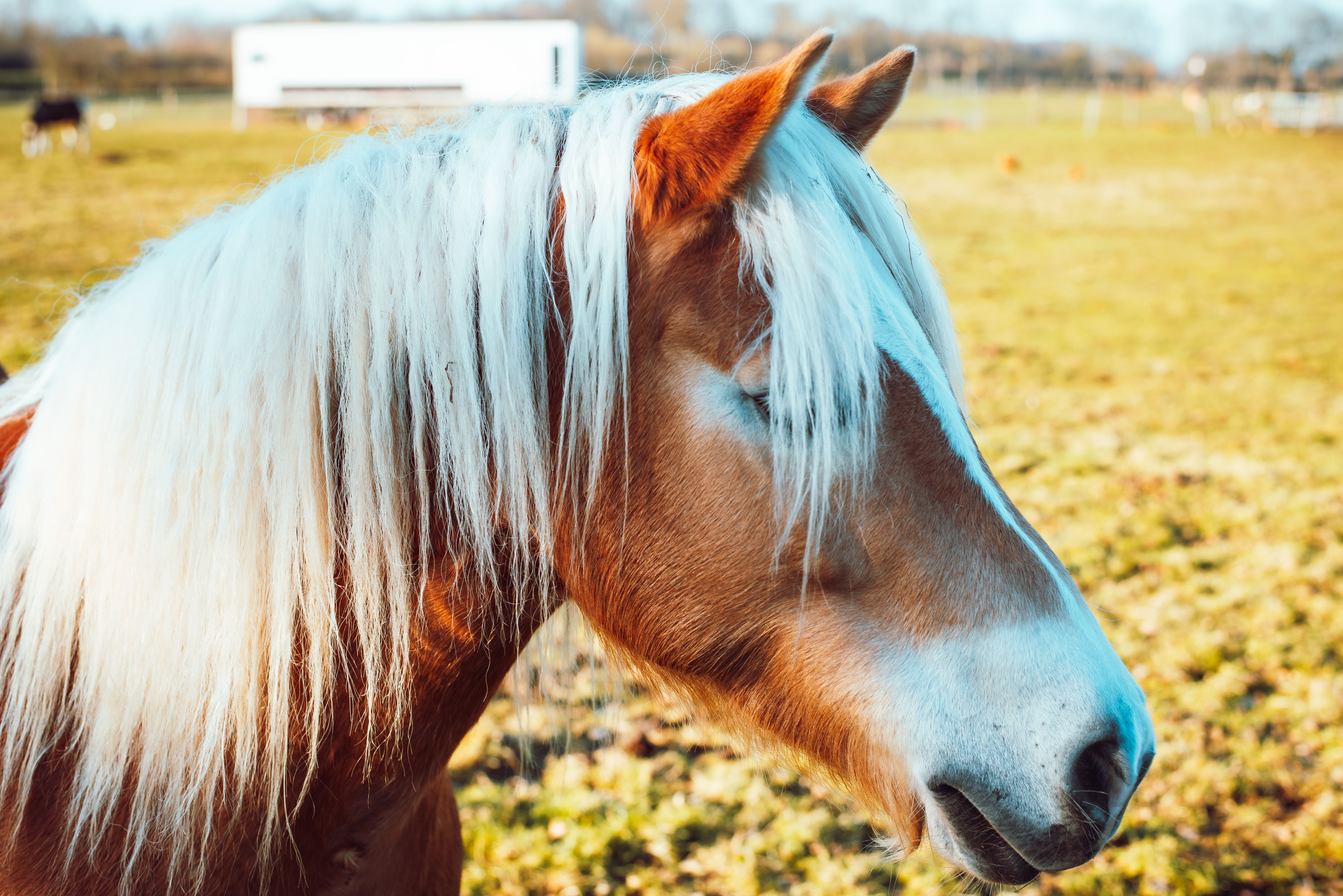 Perfil De Un Caballo Haflinger En Un Pasto Soleado · Foto de stock gratuita
