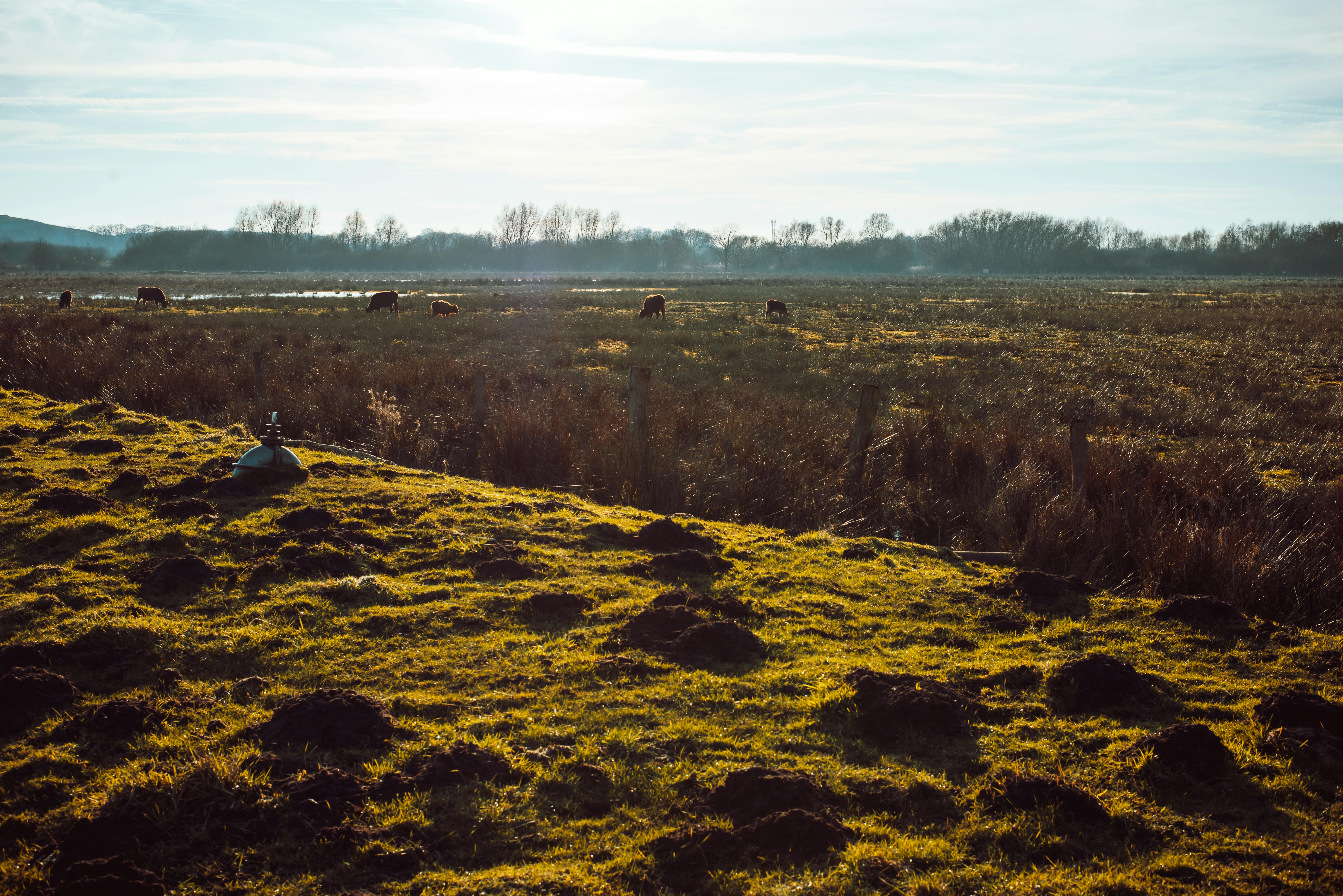Paisagem Pastoral Com Vacas Pastando Ao Nascer Do Sol · Foto ...