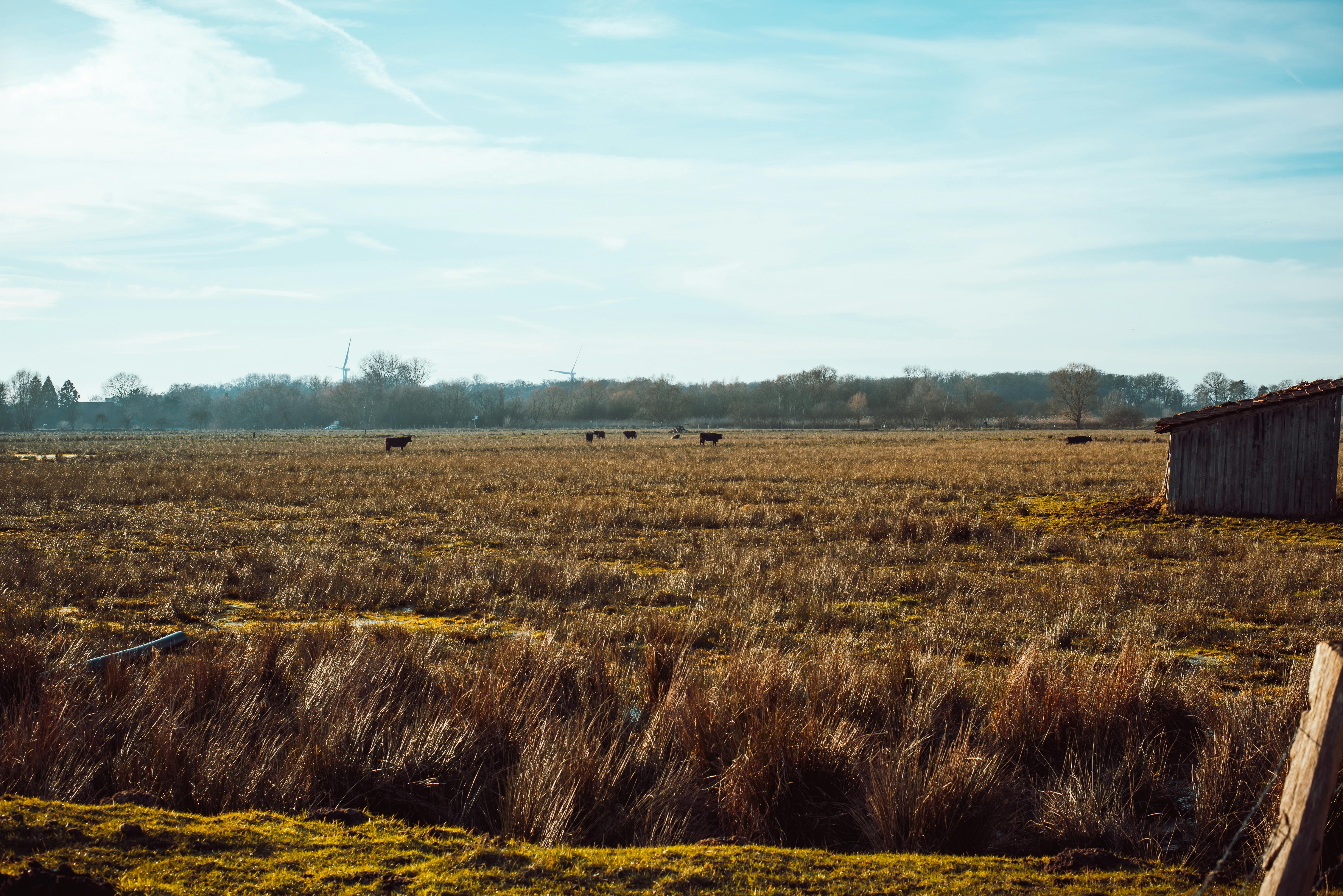 Peaceful Rural Landscape with Grazing Cows · Free Stock Photo