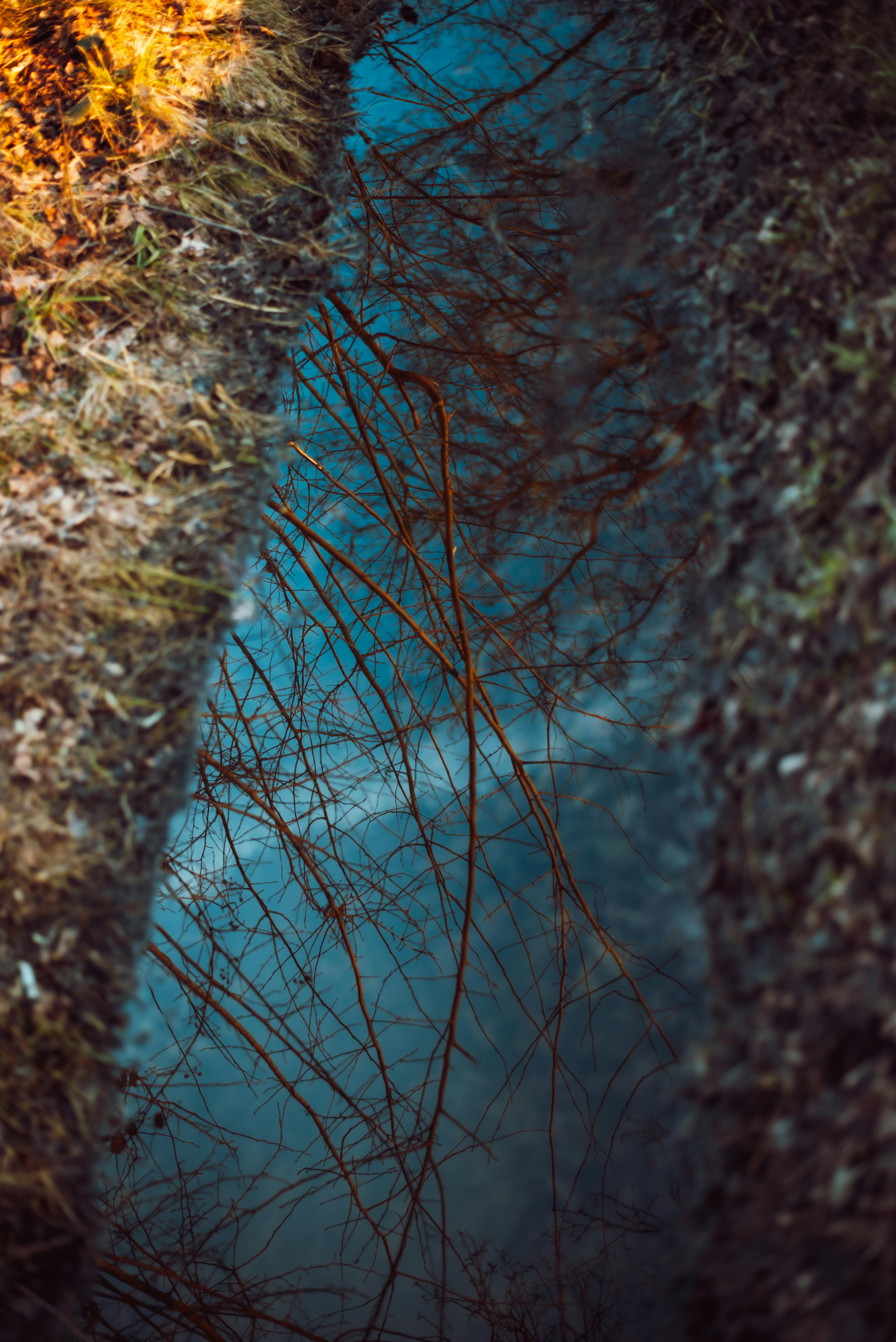 Reflective Nature Scene with Branches · Free Stock Photo