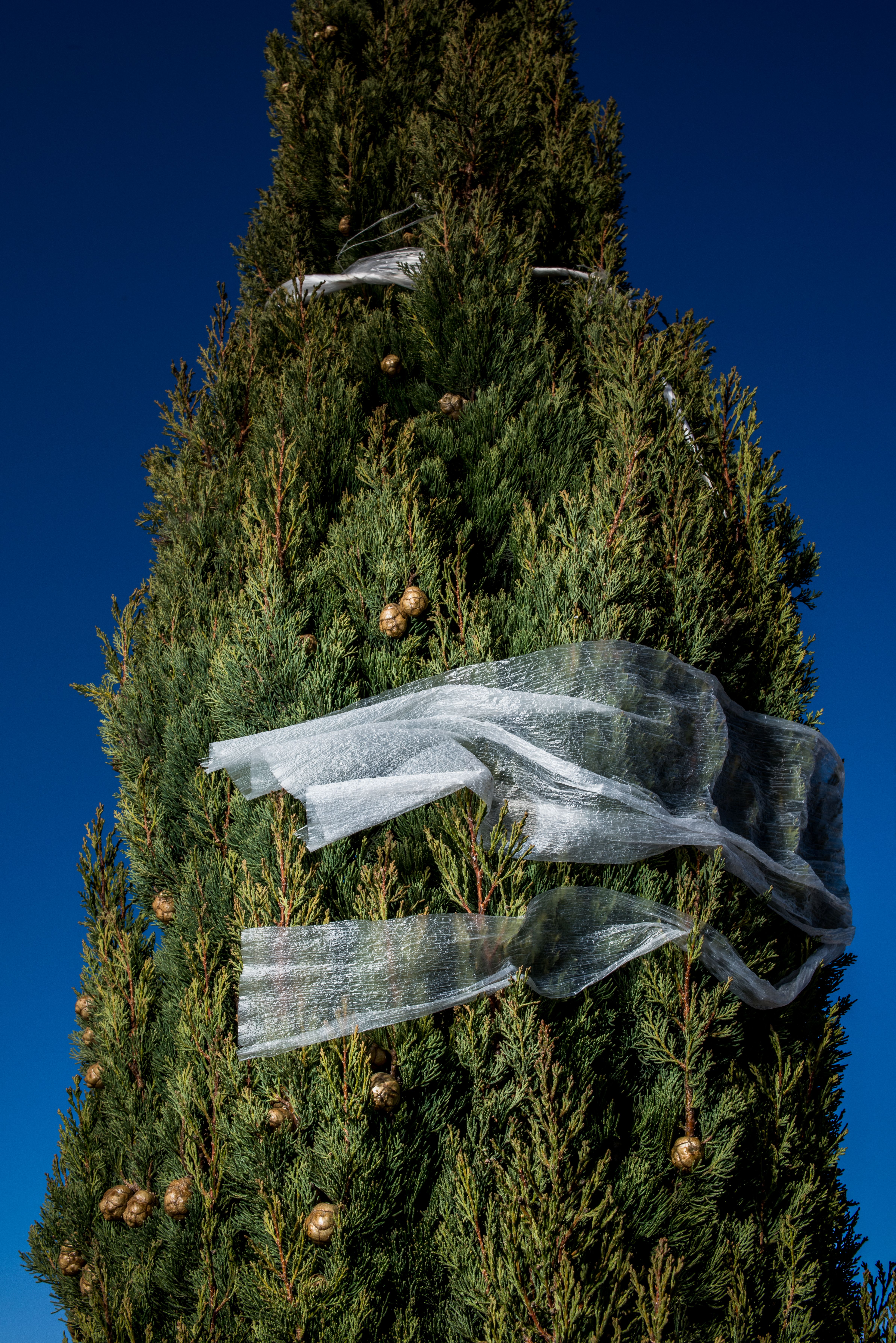 Decorated Evergreen Tree Against Blue Sky · Free Stock Photo