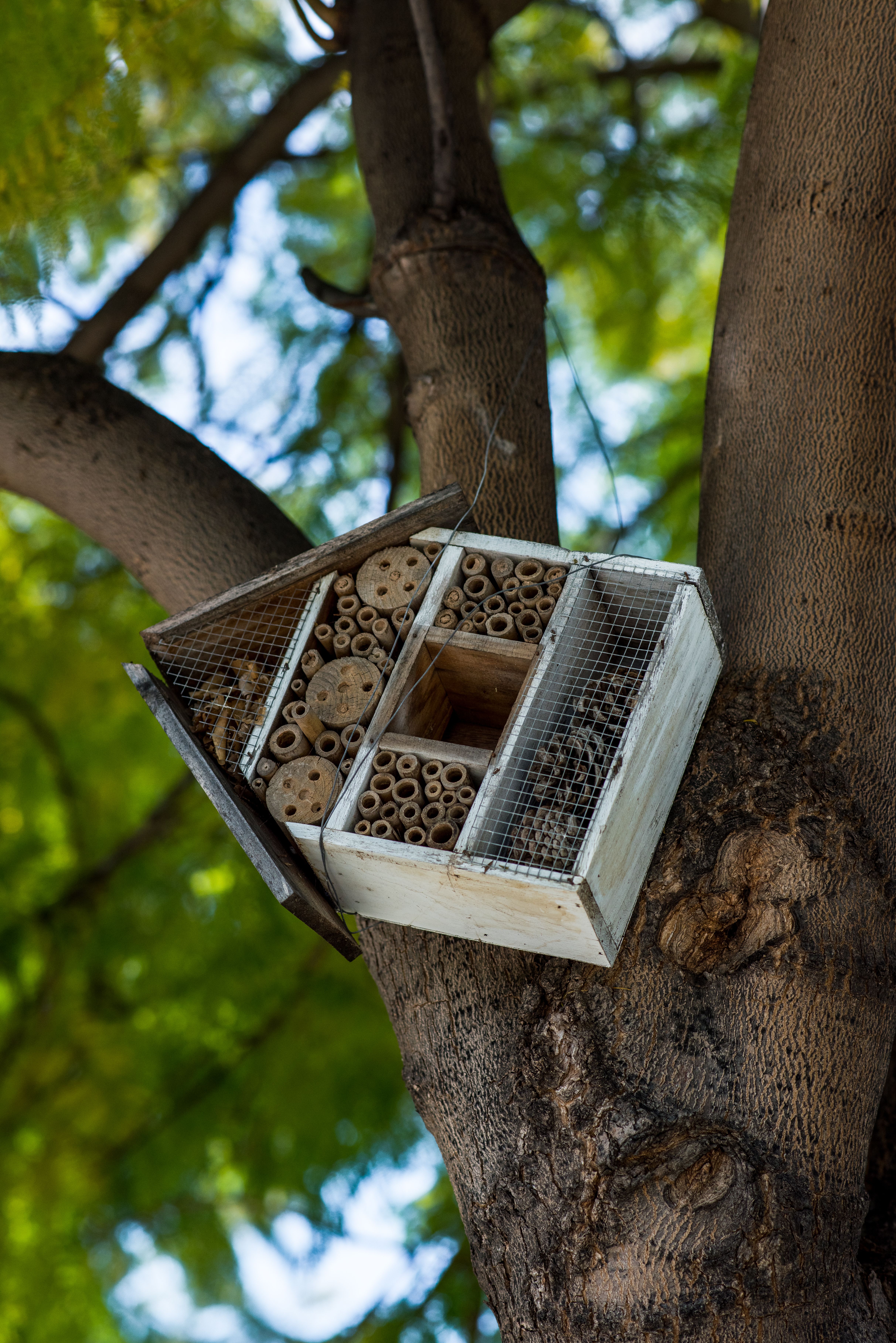 Bee house habitat attached to a tree outdoors · Free Stock Photo