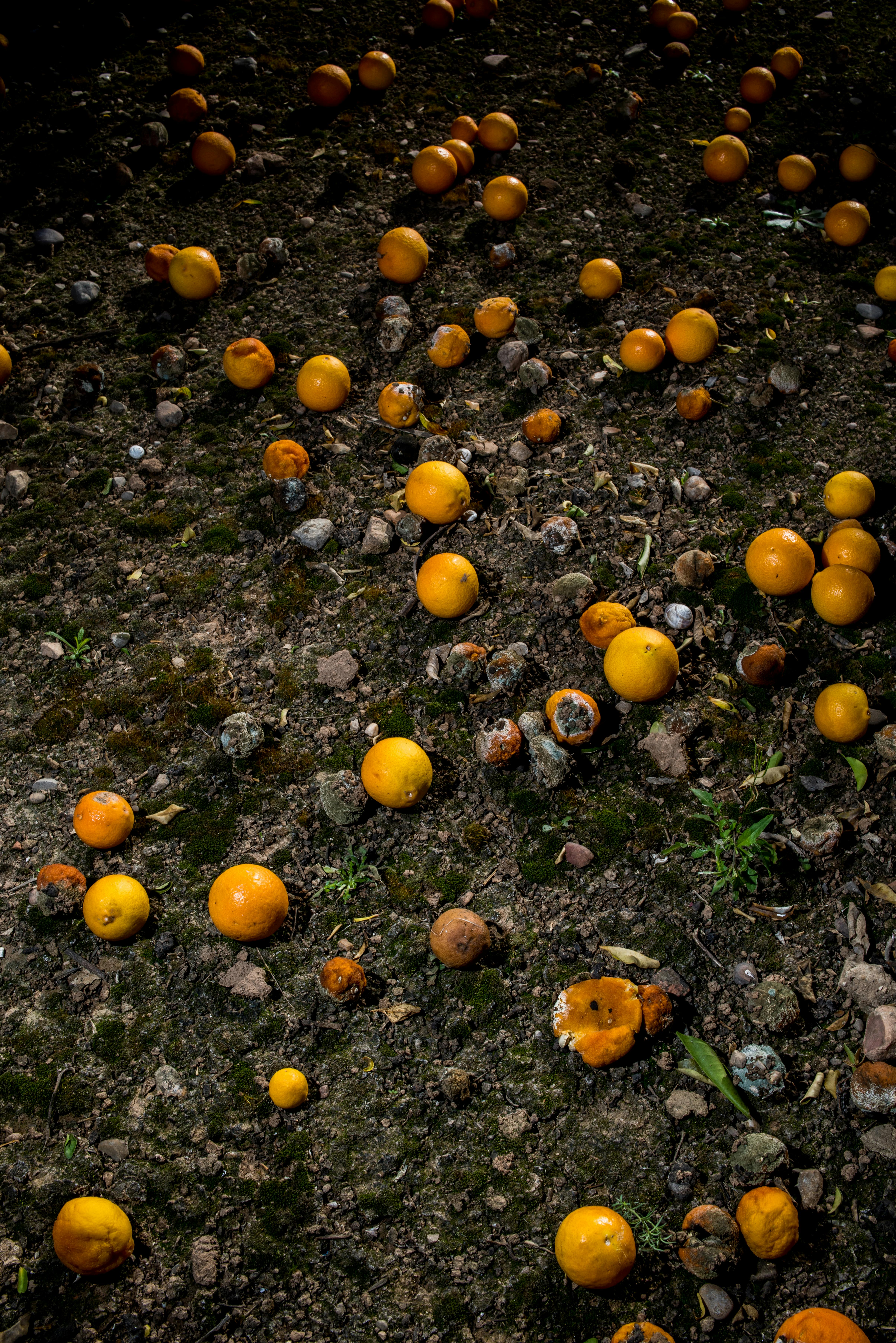 Rotten Oranges Scattered on Ground in Orchard · Free Stock Photo