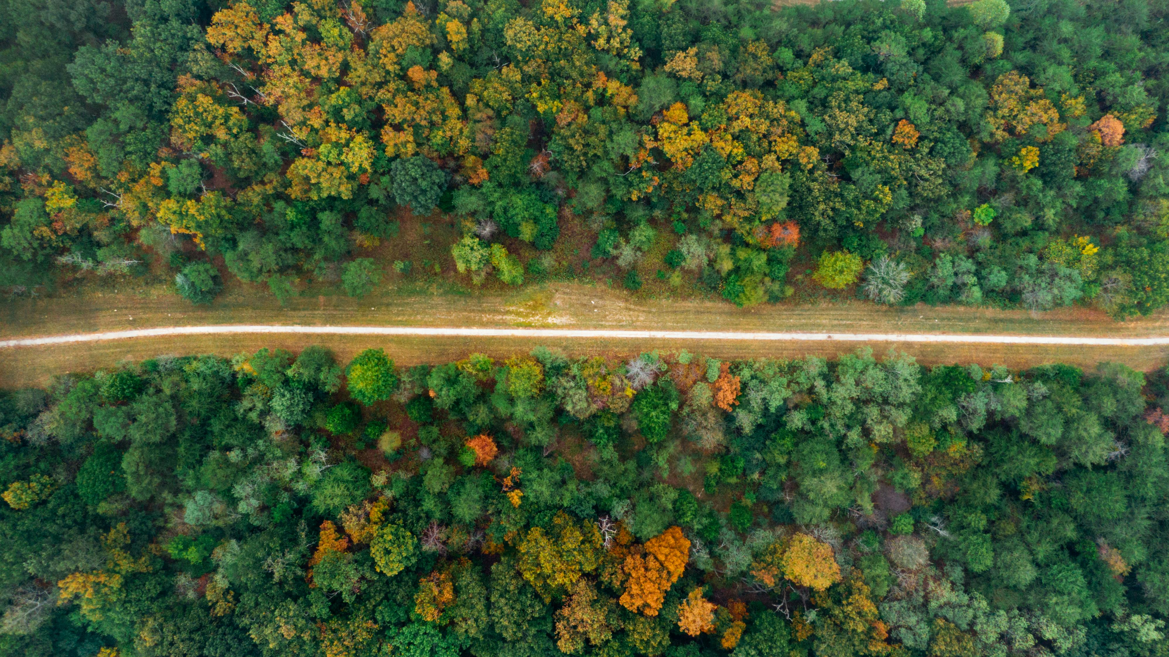 Road Between Green Trees High-angle Photography · Free Stock Photo