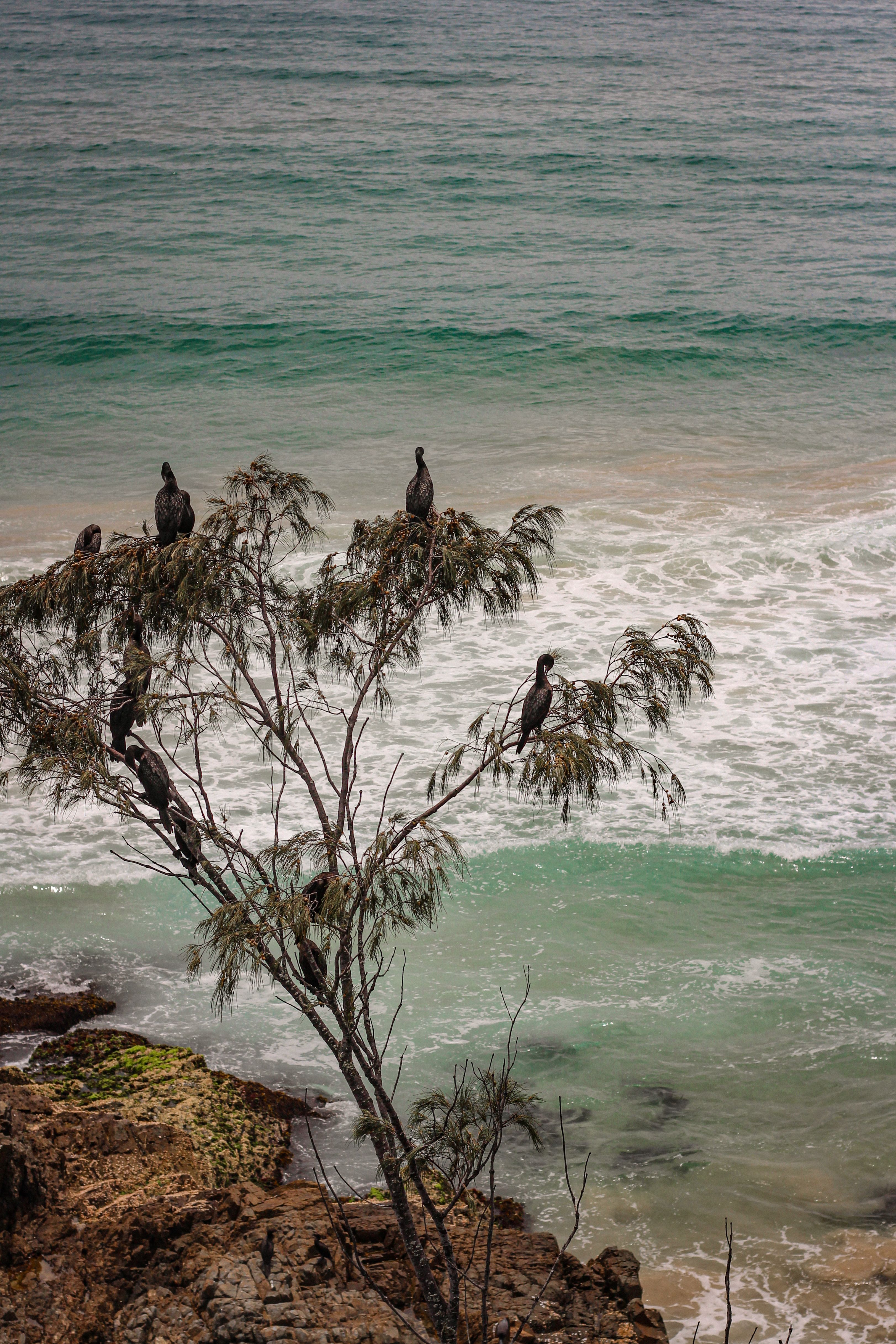 Aves Posadas En La Costa De Byron Bay, Australia · Foto de stock gratuita