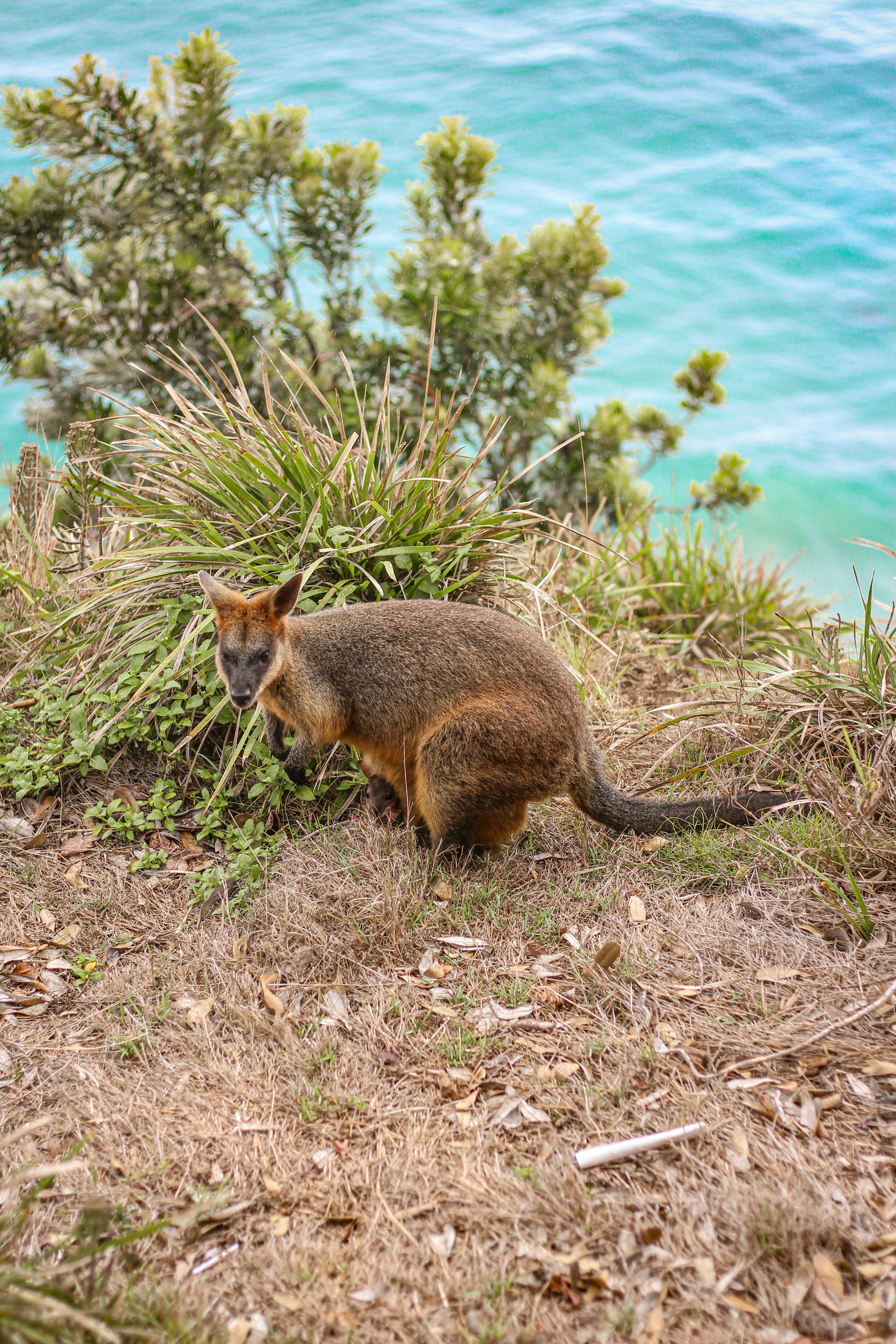 Wallaby on Coastal Cliff in Byron Bay · Free Stock Photo