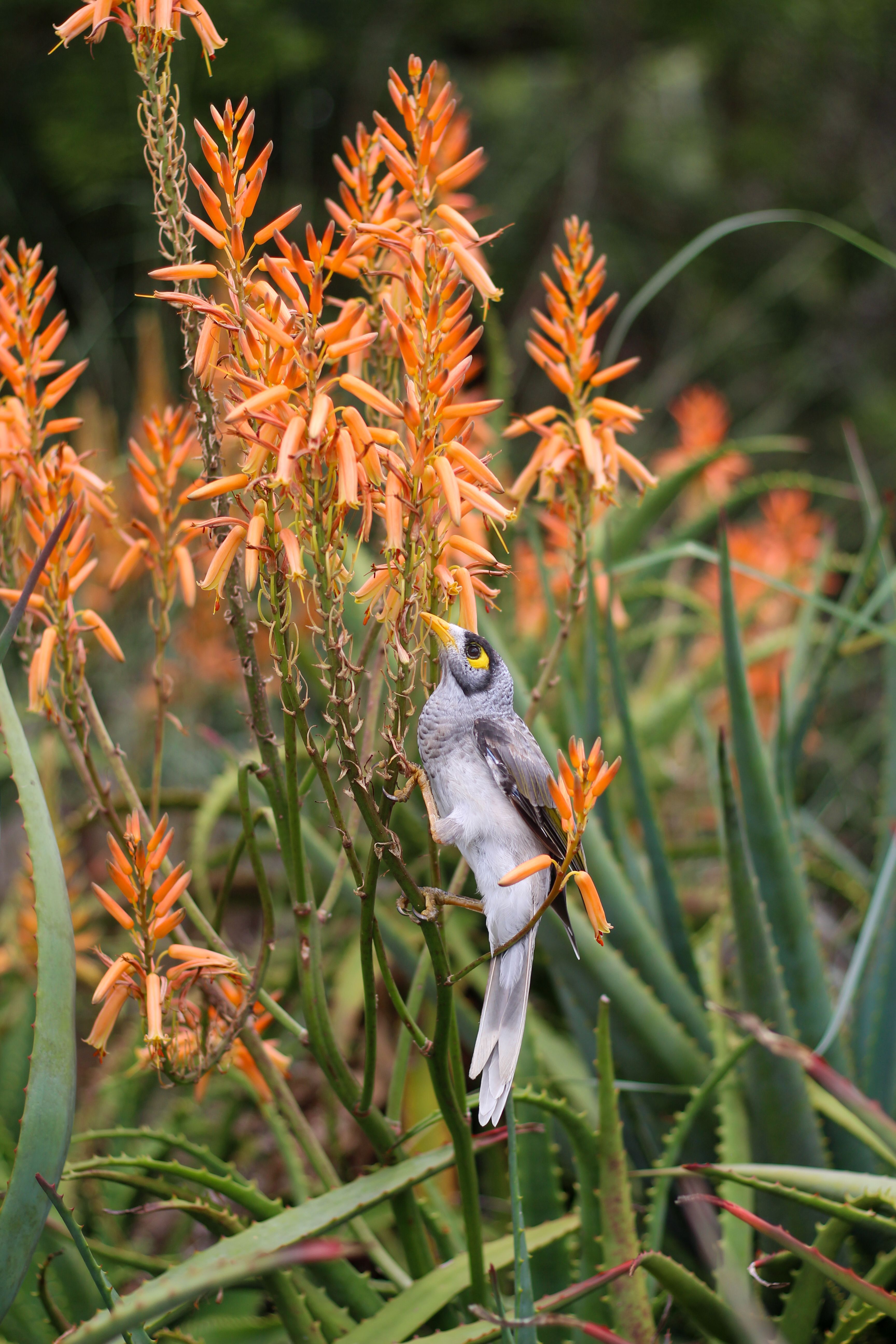 Yellow-eyed Bird on Vibrant Aloe Vera Flowers · Free Stock Photo