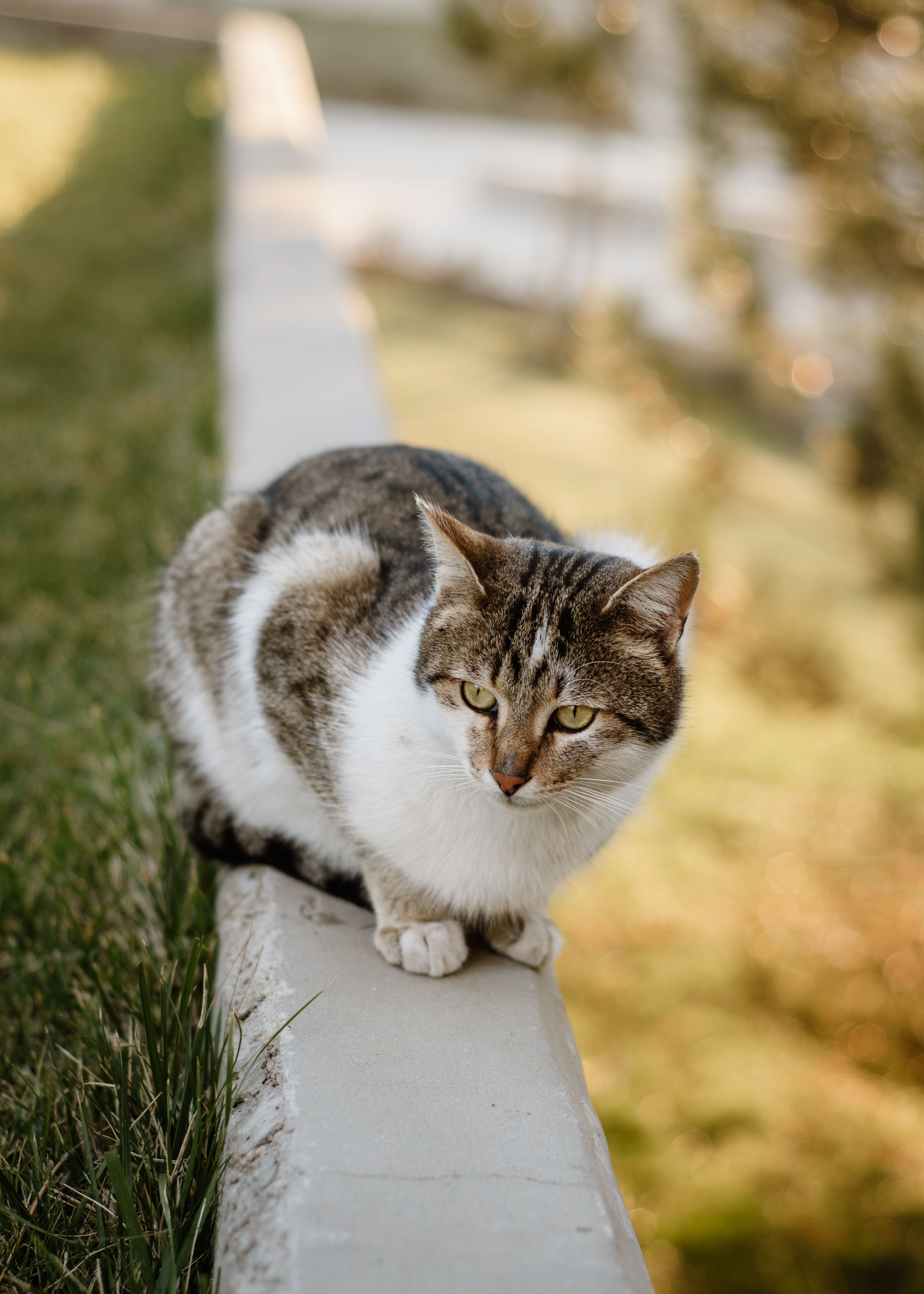 Gato Doméstico Sentado En Una Cornisa Al Aire Libre Al Atardecer · Foto ...