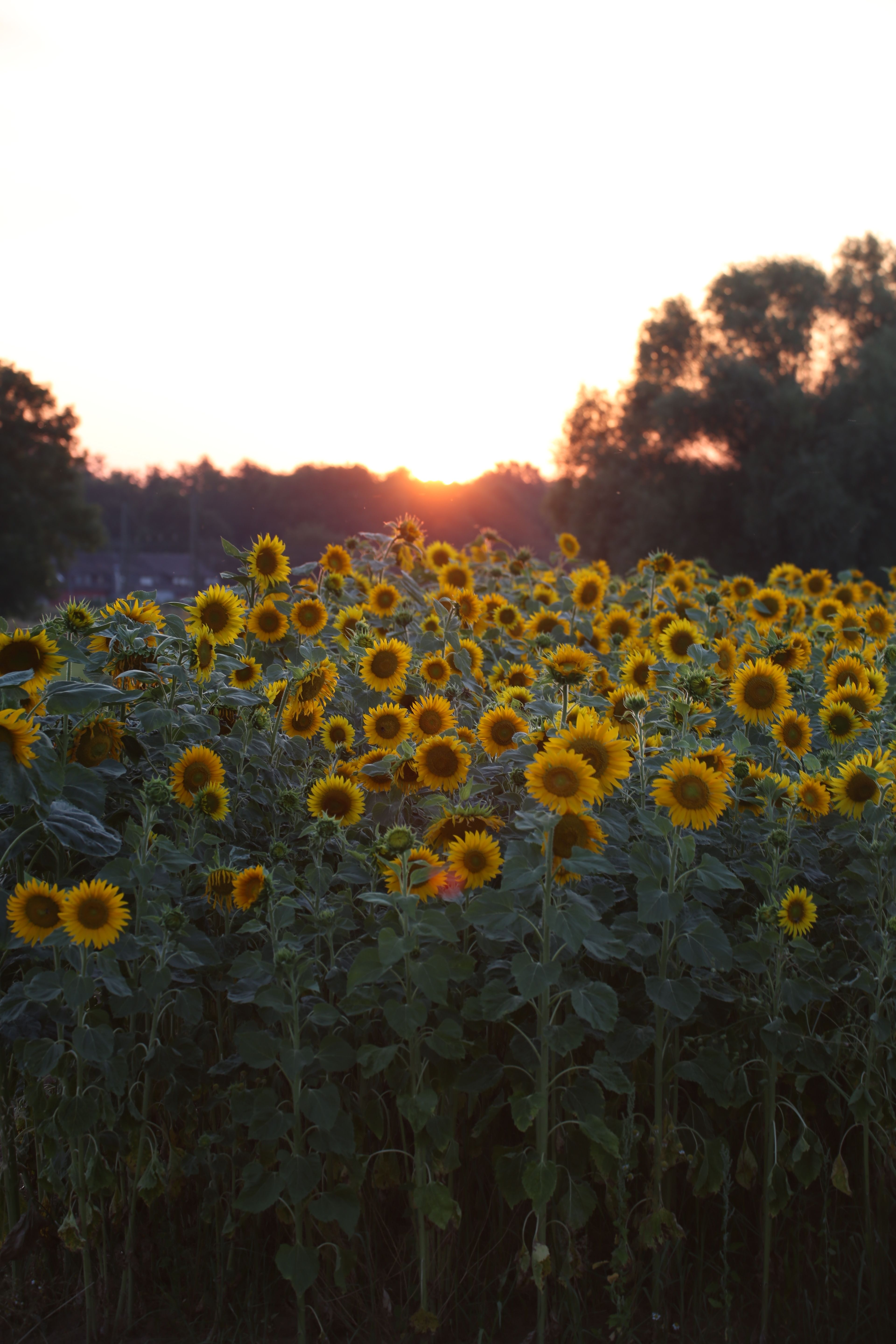 Sunflower Field at Sunset with Golden Glow · Free Stock Photo
