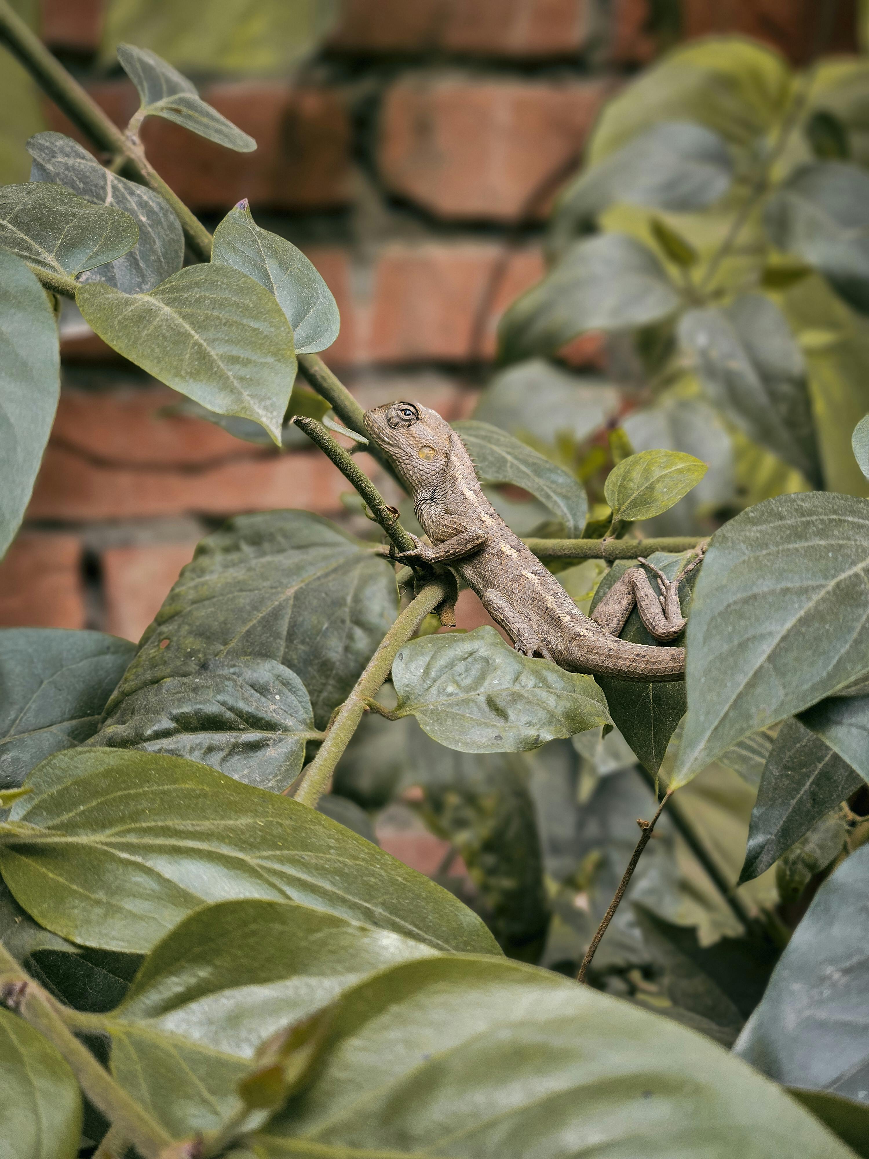 Puru Raj - Photography