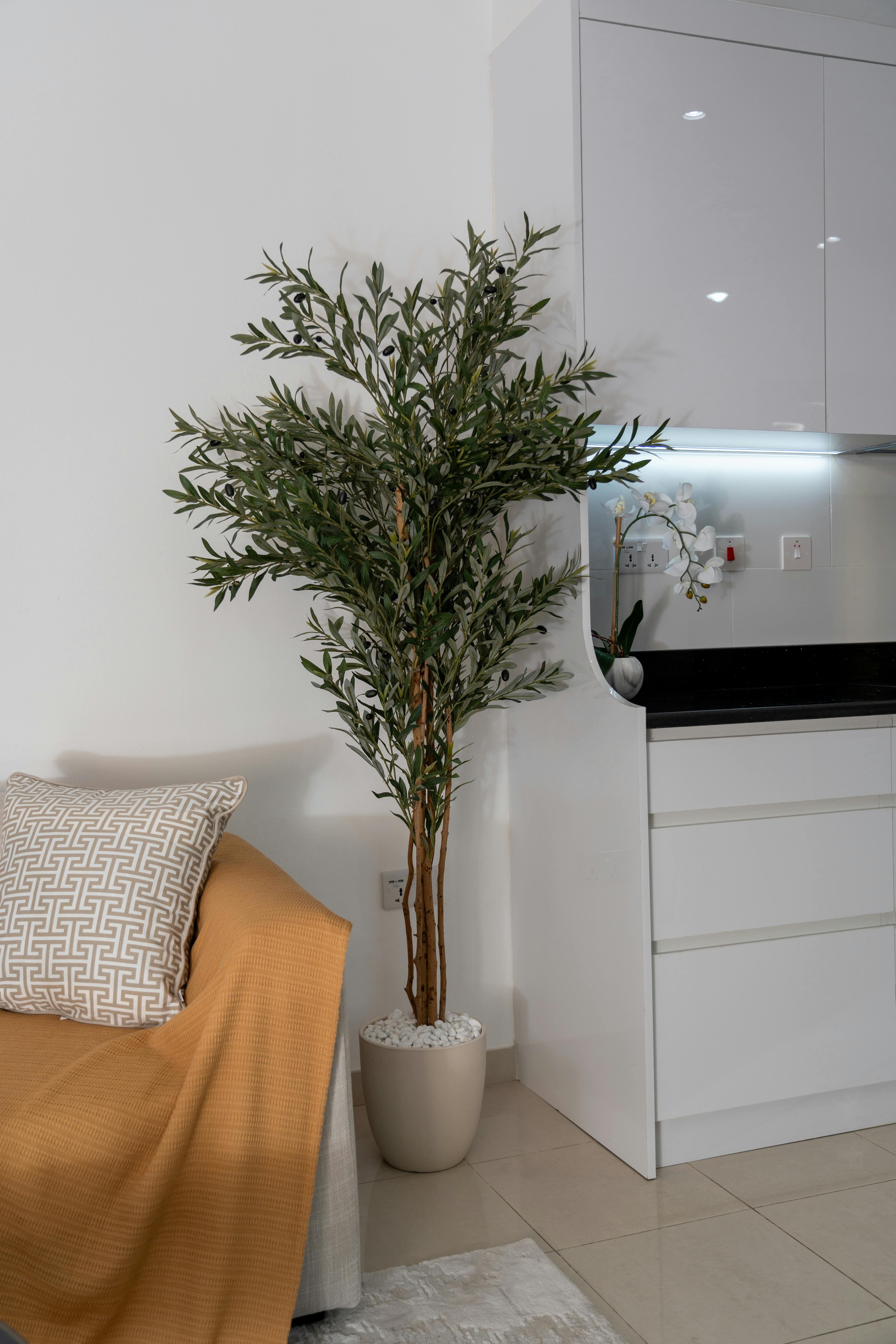 Modern Living Room with Indoor Olive Tree · Free Stock Photo