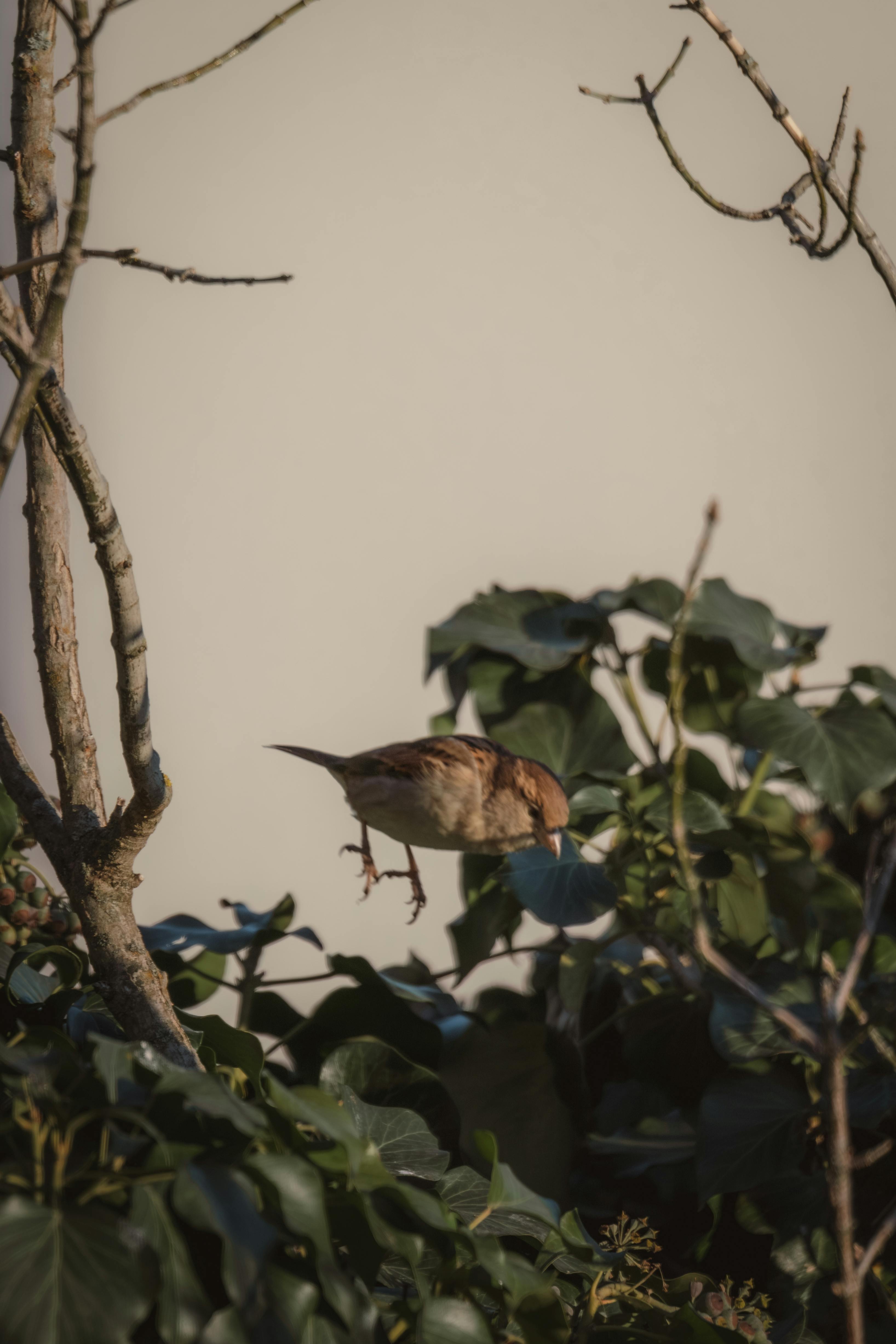 Sparrow in Mid-flight Among Lush Greenery · Free Stock Photo