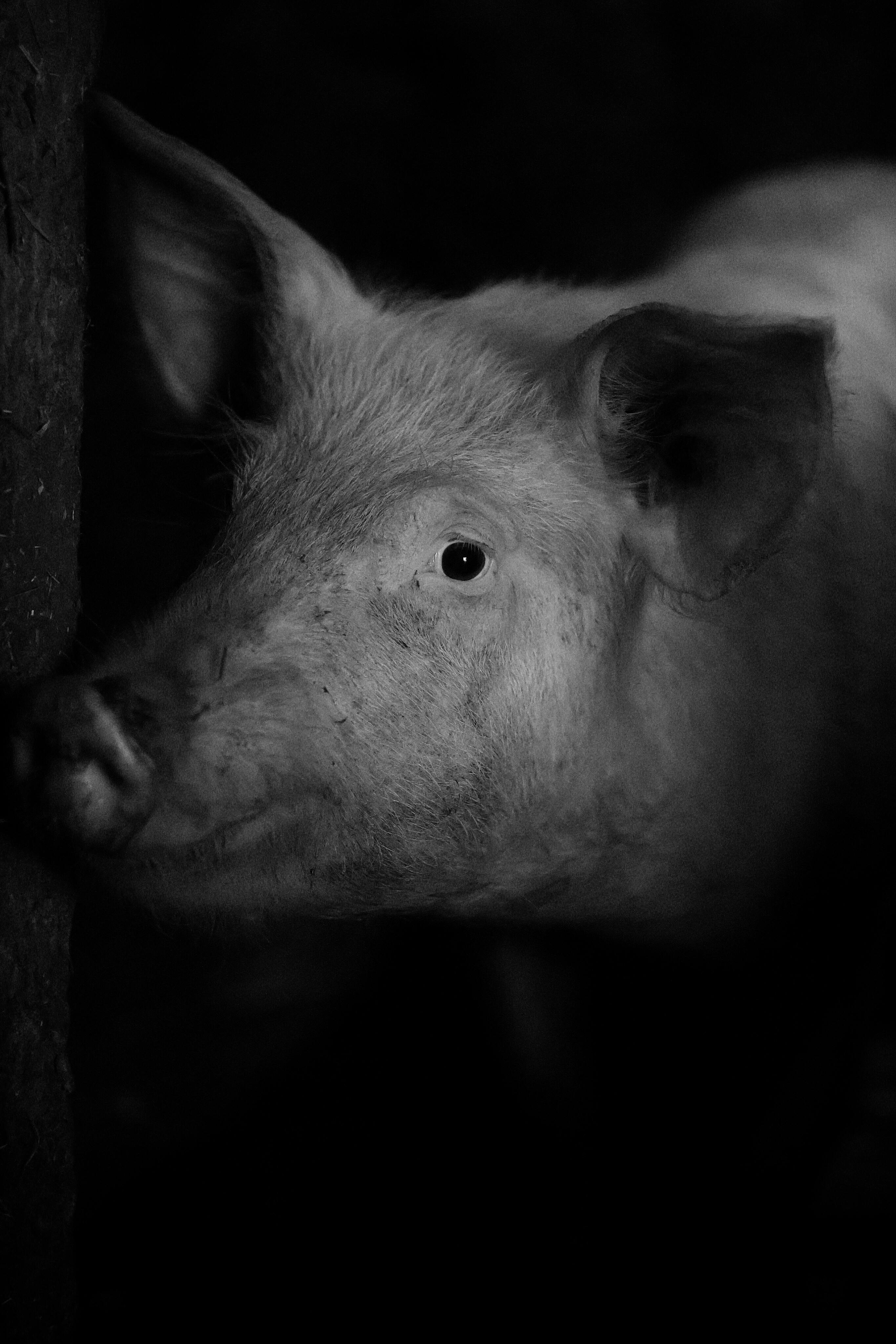 Meat Boar Photos, Download The BEST Free Meat Boar Stock Photos & HD Images