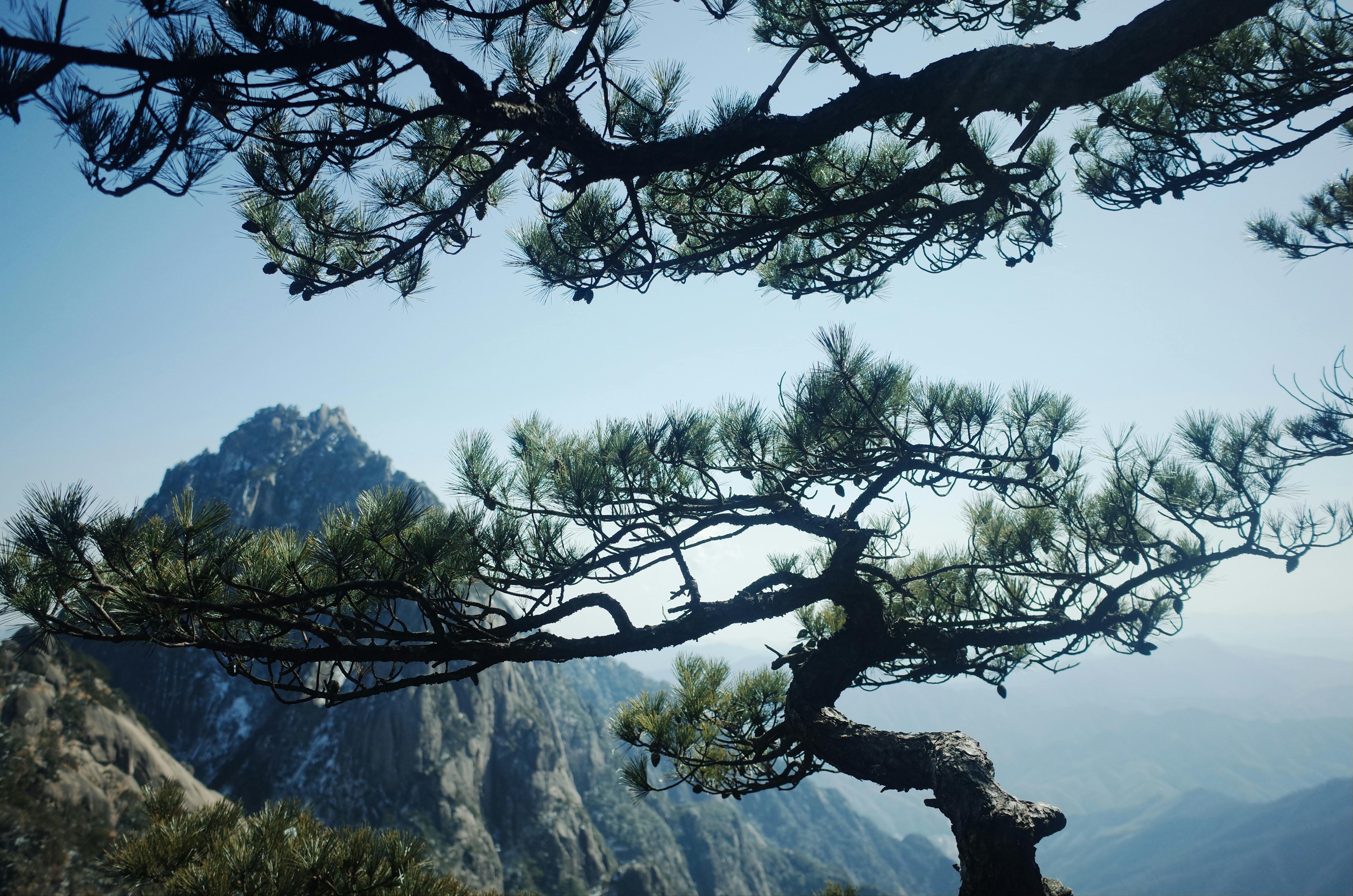 Serene Landscape with Pine at Sunset · Free Stock Photo