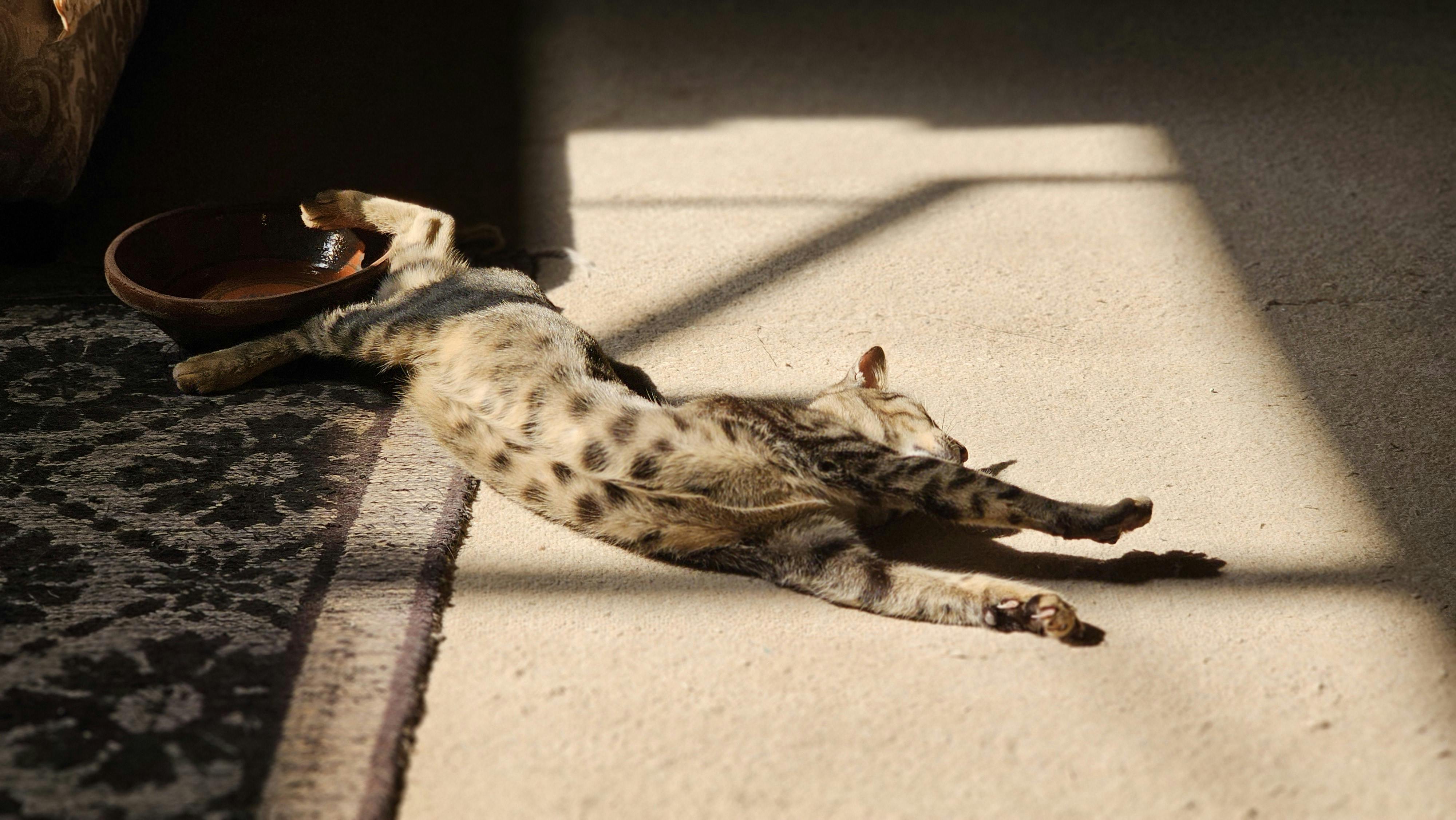 Tails Texture Photos, Download The BEST Free Tails Texture Stock Photos ...