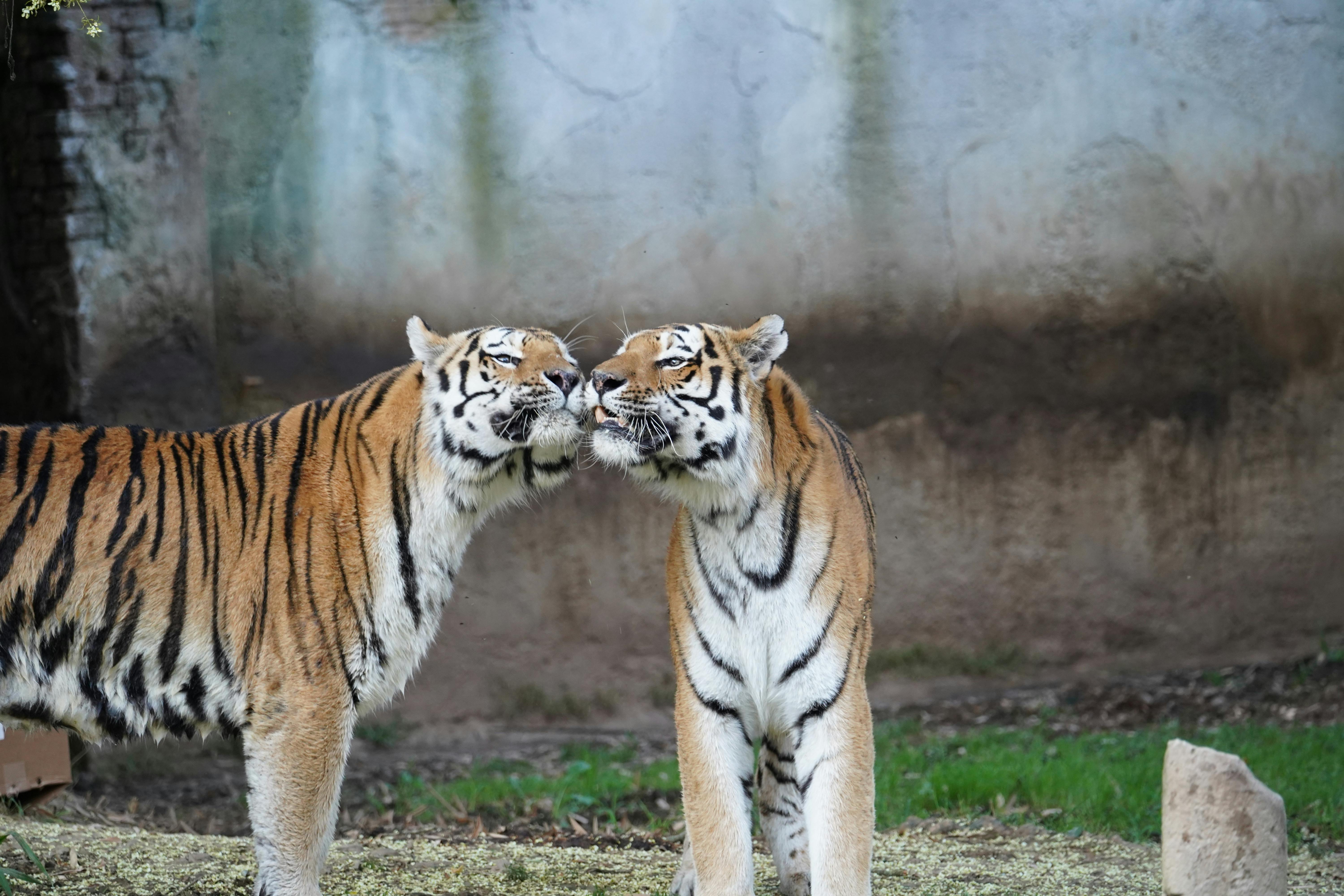 Two Tigers Photos, Download The BEST Free Two Tigers Stock Photos & HD ...