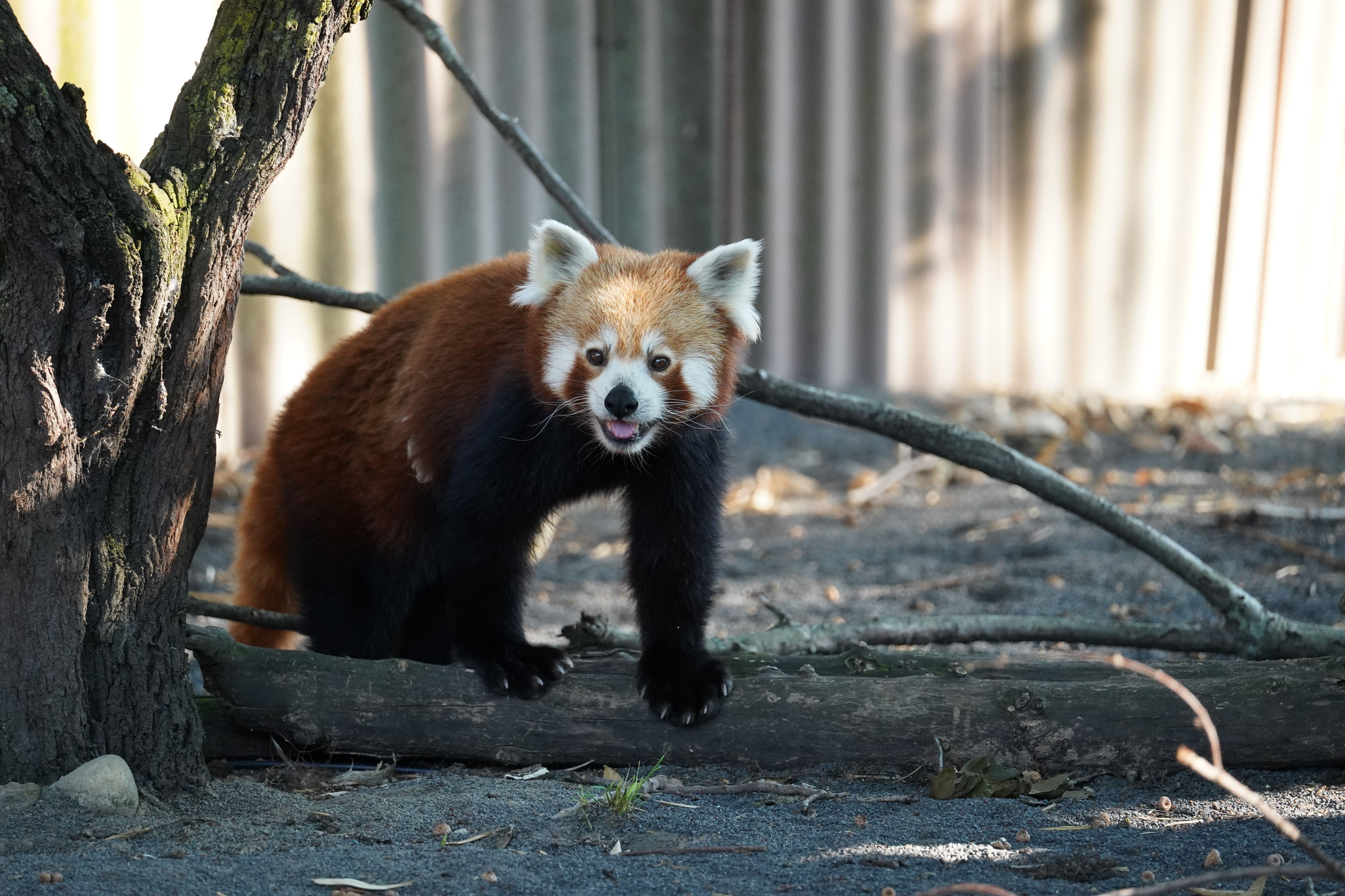 Adorable Red Panda in Natural Habitat · Free Stock Photo