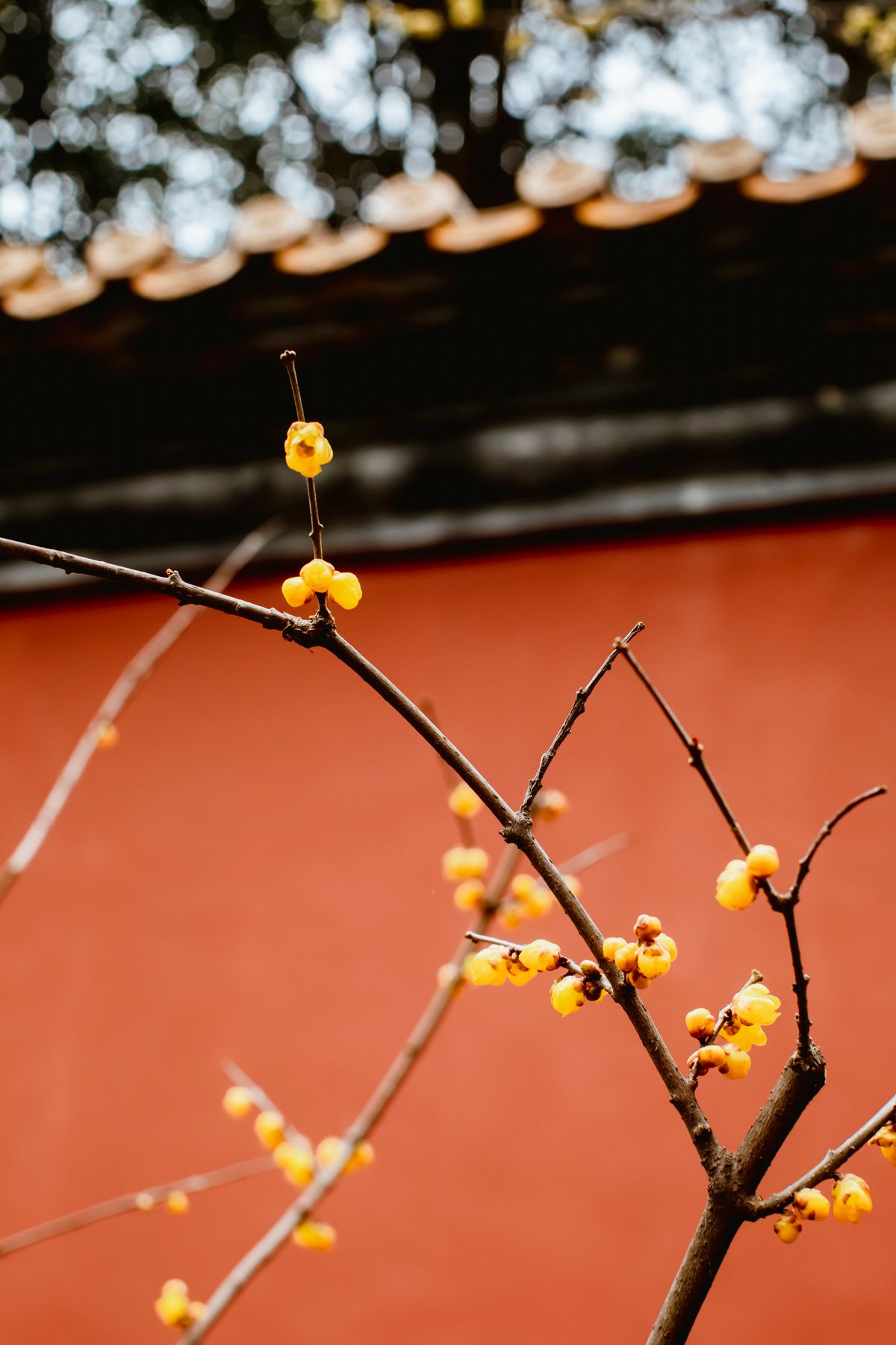 Flowers Yellow Photos, Download The BEST Free Flowers Yellow Stock ...