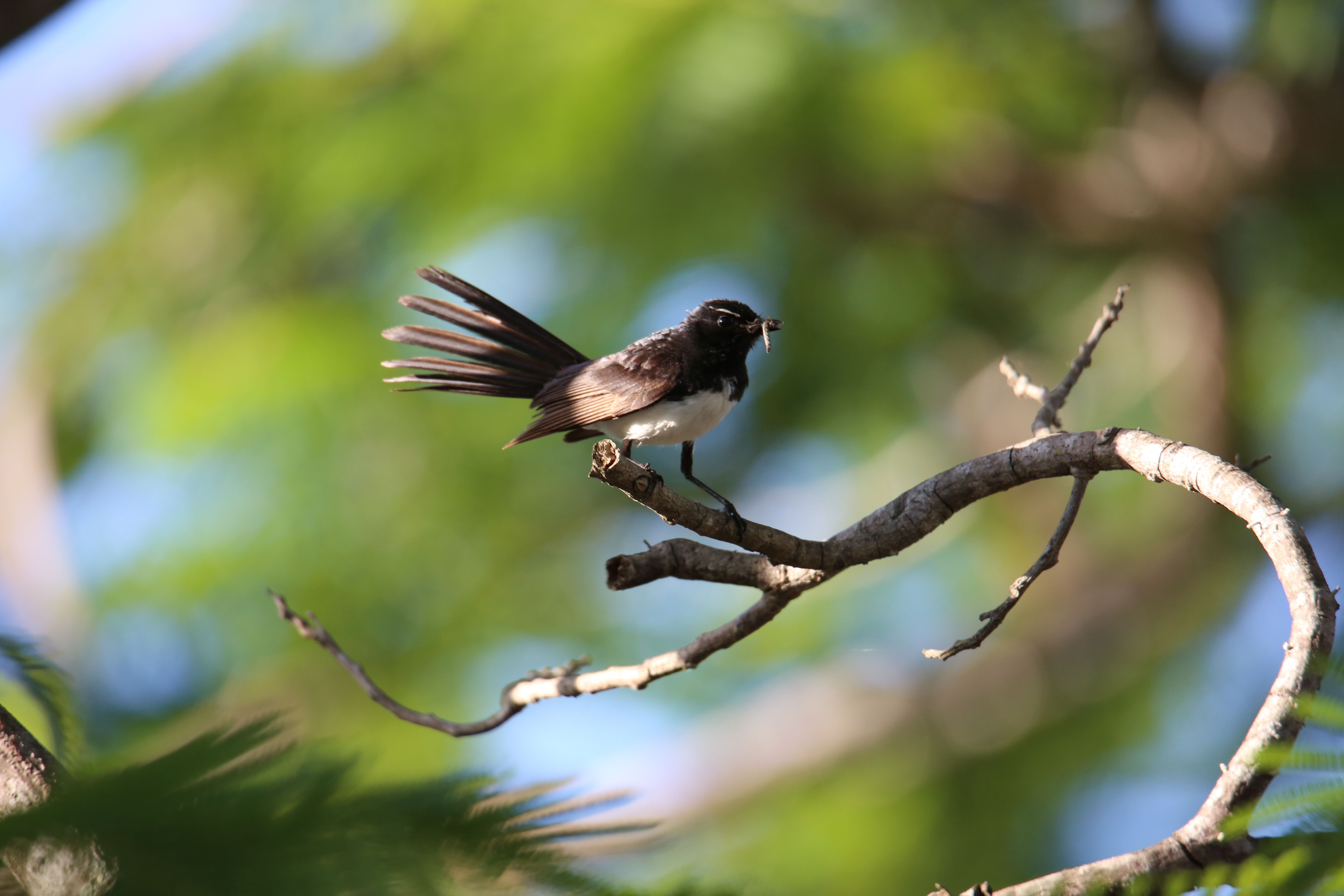 Fantail Bird Perched on Tree Branch in Australia · Free Stock Photo