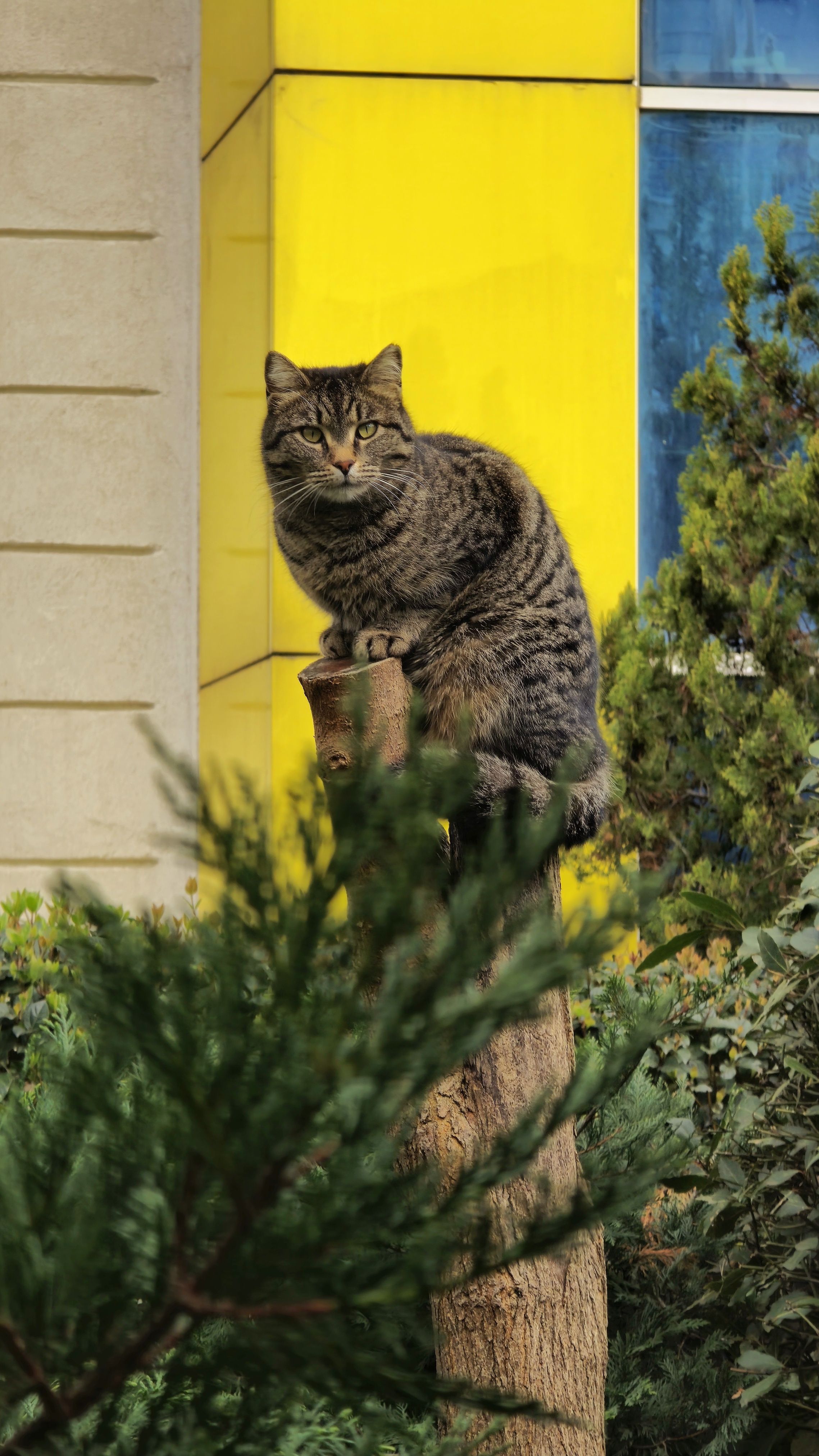 Tabby Cat Perched on Tree Stump in Urban Garden · Free Stock Photo
