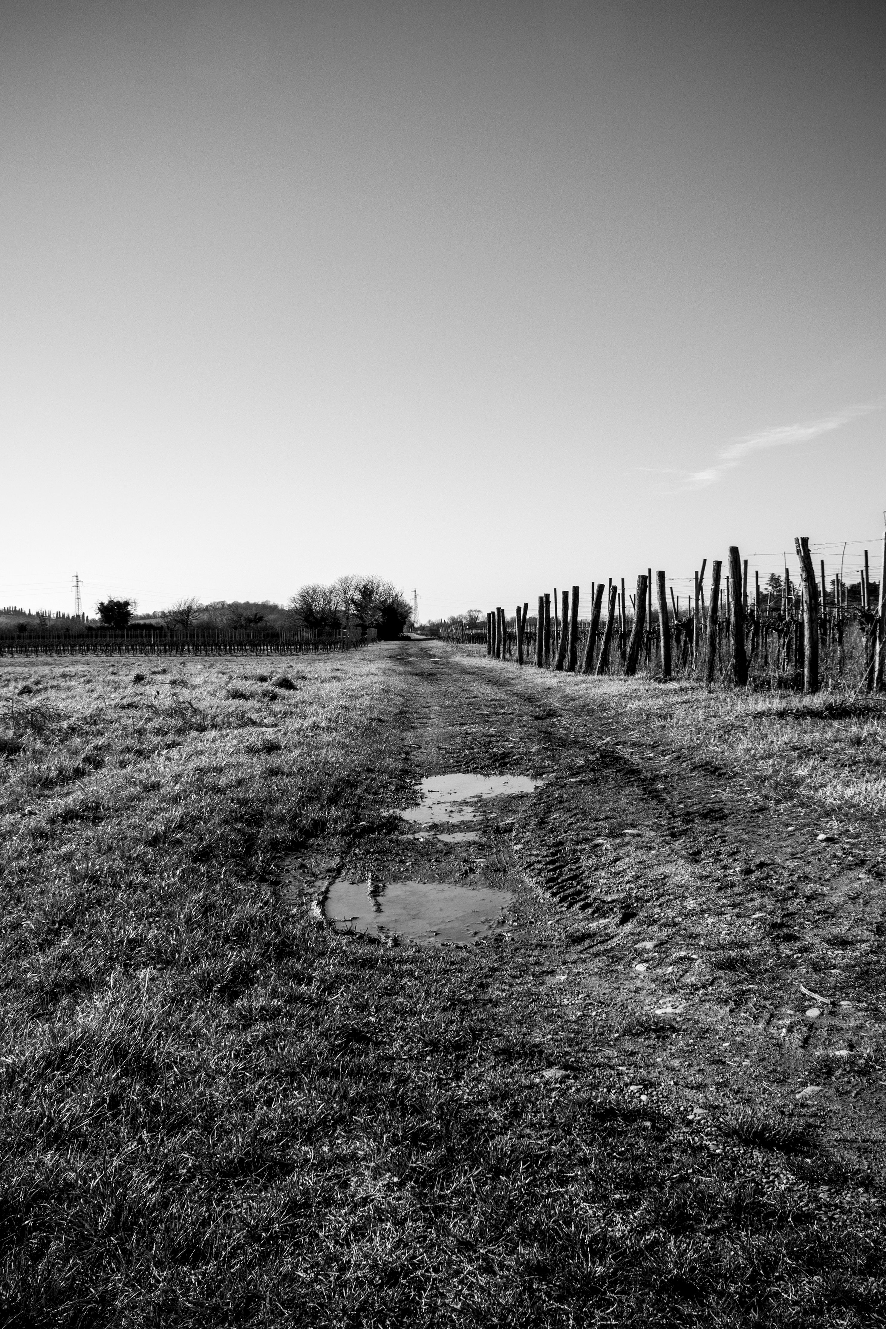 Rural Dirt Road Through Vineyard in Monochrome · Free Stock Photo